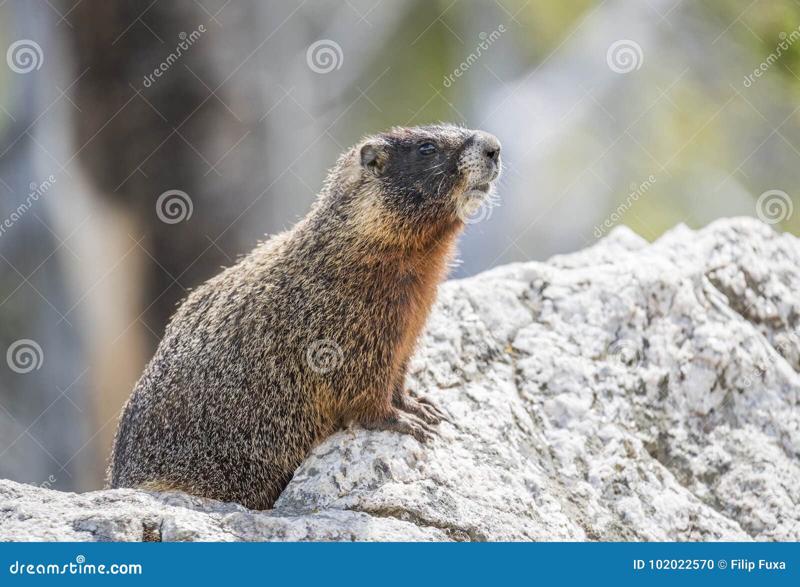 Marmota Yellow-bellied foto de archivo. Imagen de roedor - 102022570