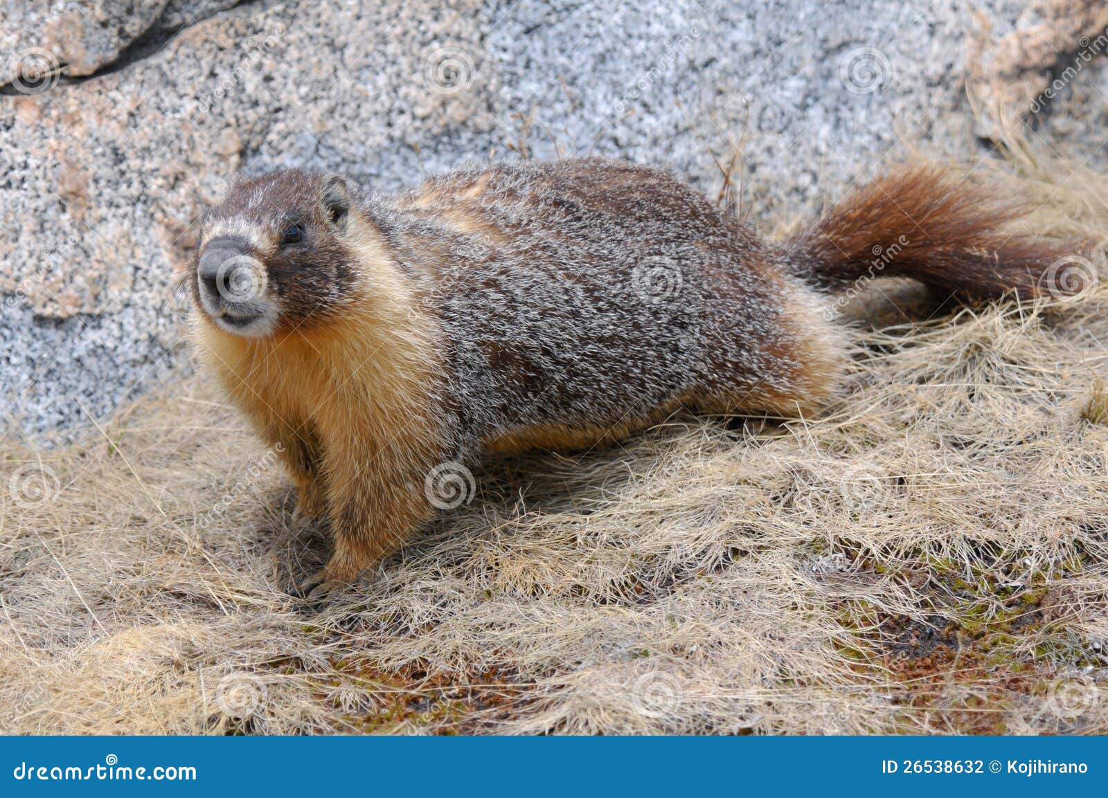 Marmota Yellow-bellied foto de archivo. Imagen de naturalizado - 26538632