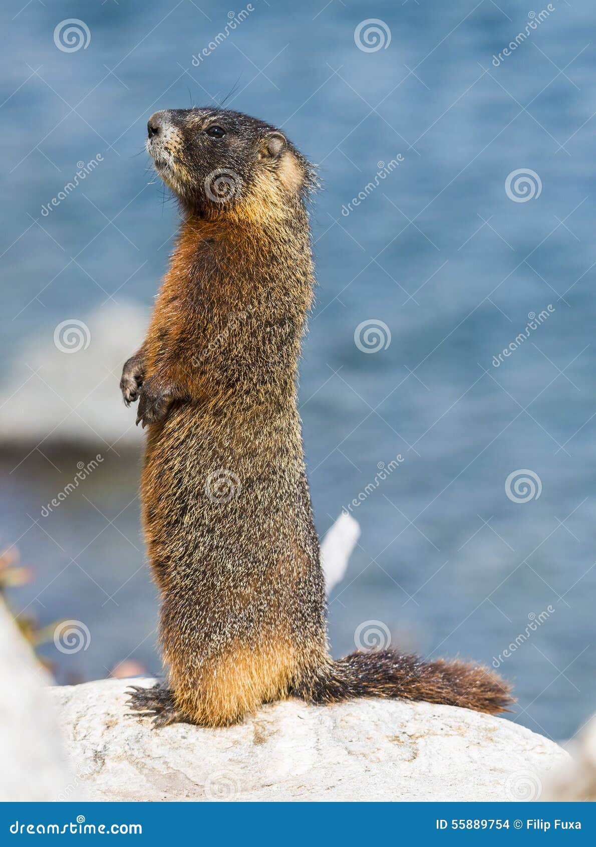Marmota Yellow-bellied foto de archivo. Imagen de exterior - 55889754