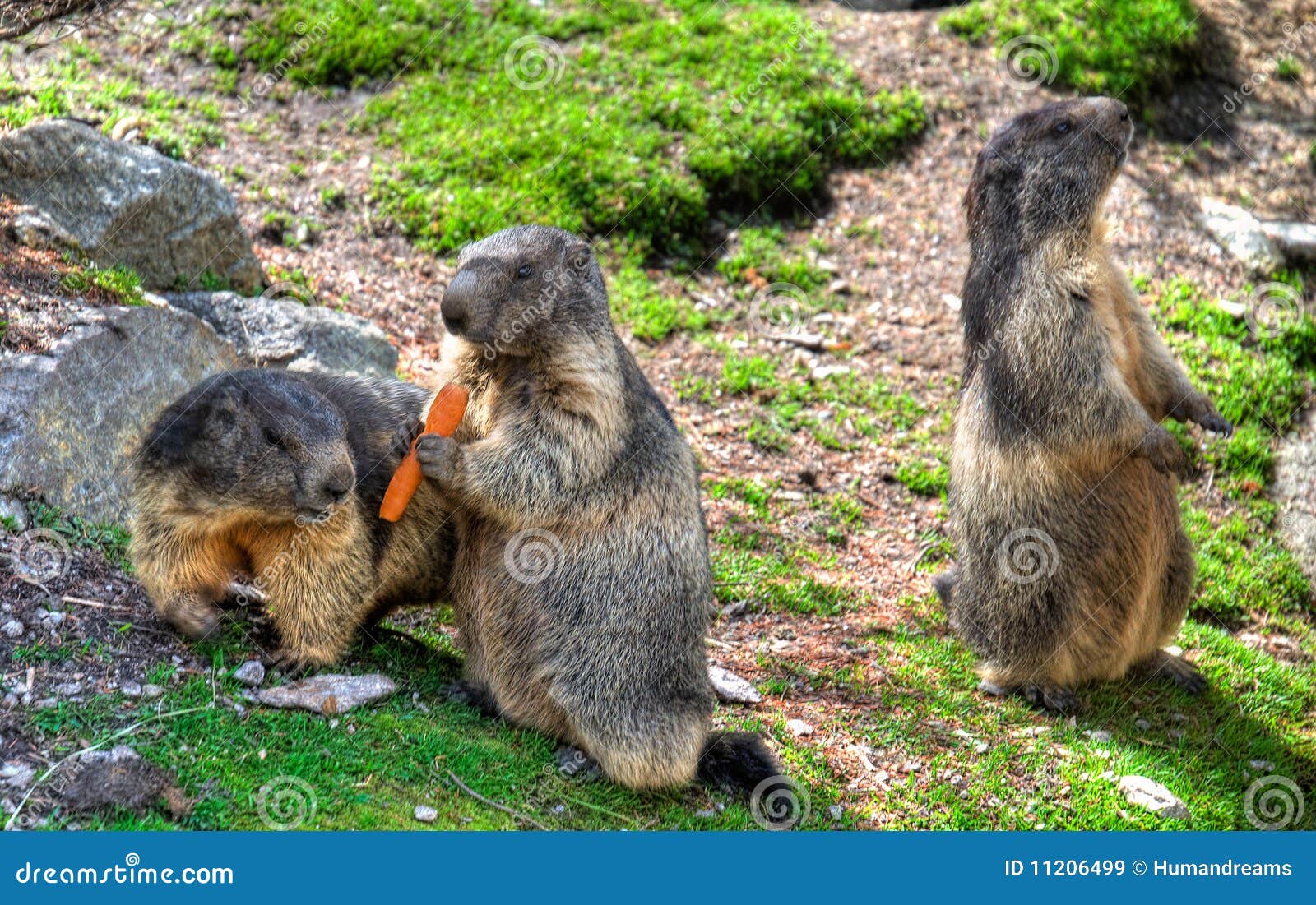 Marmots stock image. Image of nature, animal, marmot - 11206499