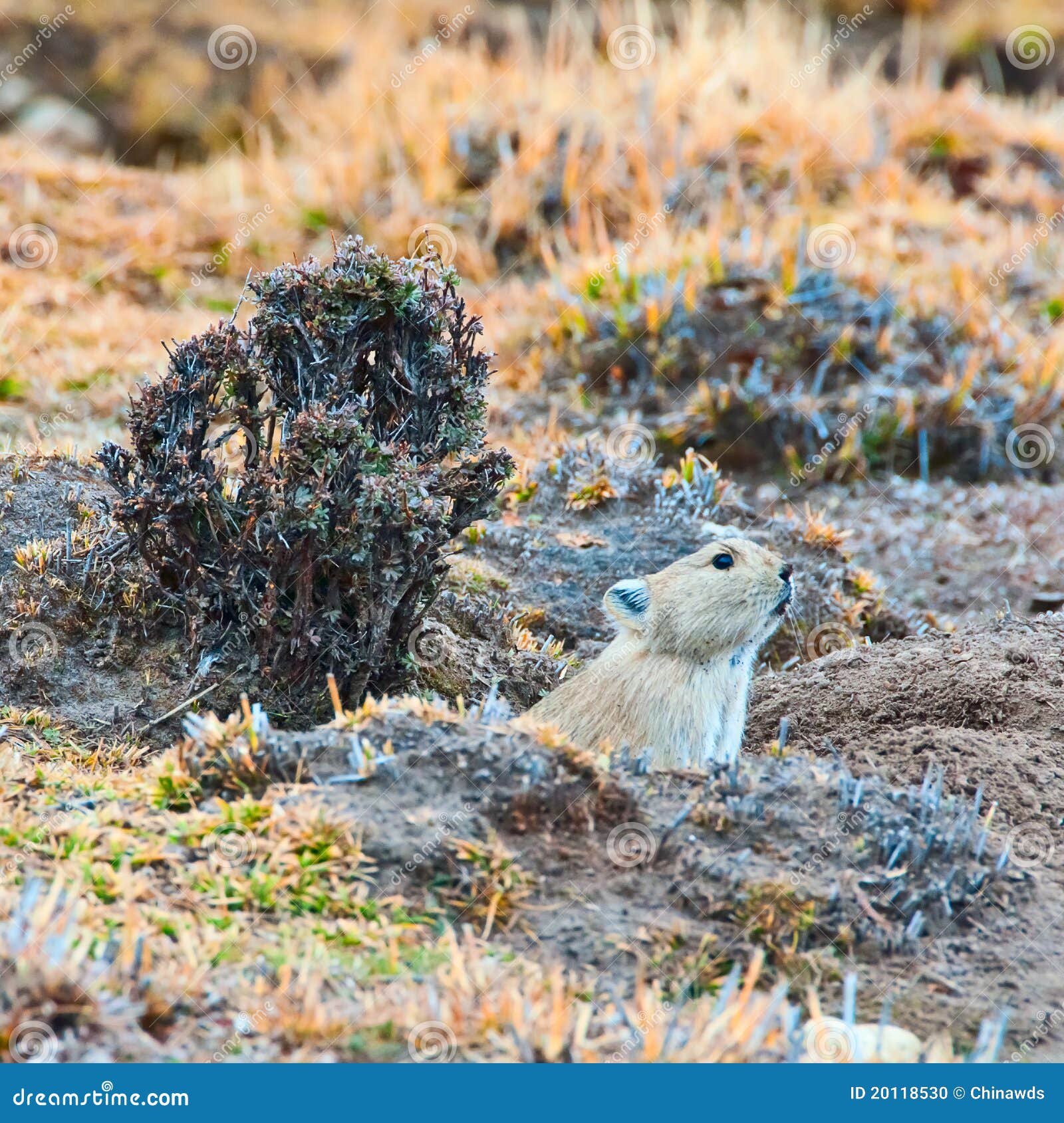Marmots stock photo. Image of mammals, marmots, food - 20118530