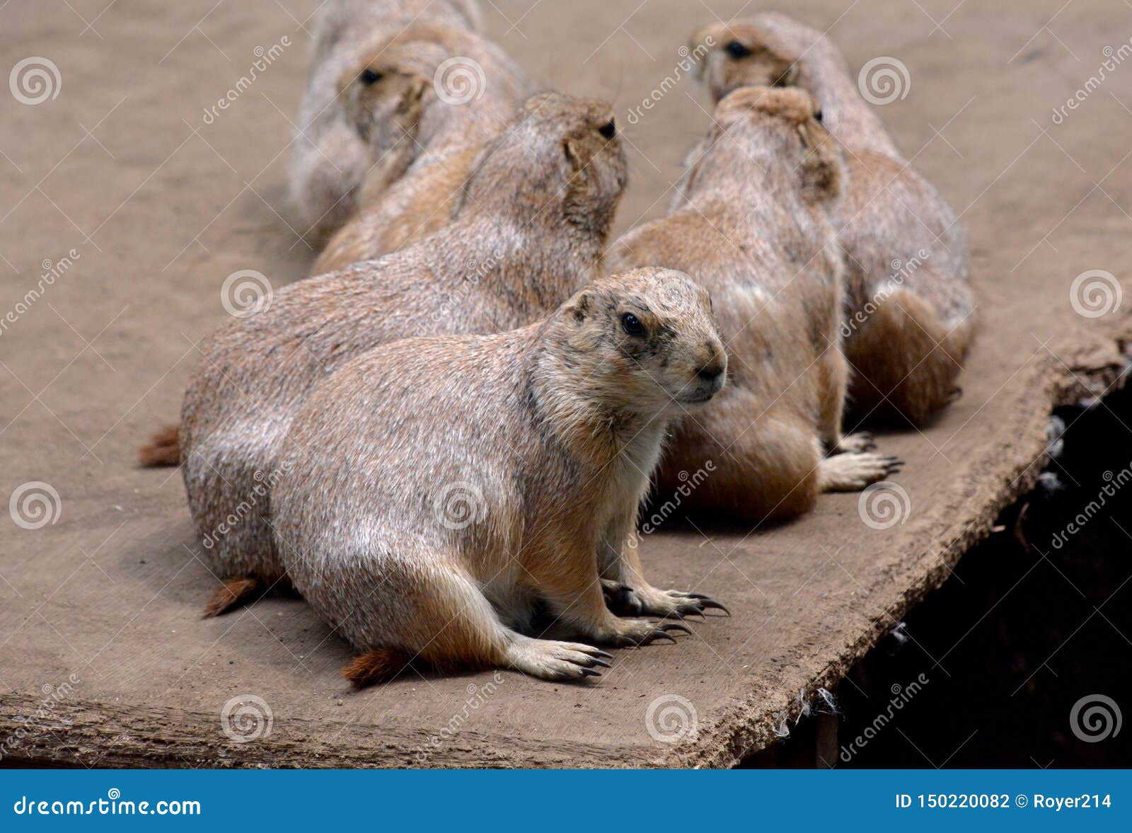 Marmots stock photo. Image of wildlife, mammal, animal - 150220082