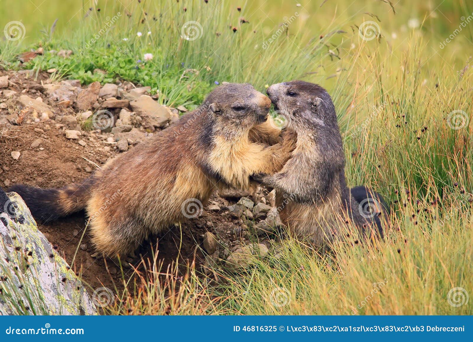 Marmots playing stock image. Image of playing, mountain - 46816325