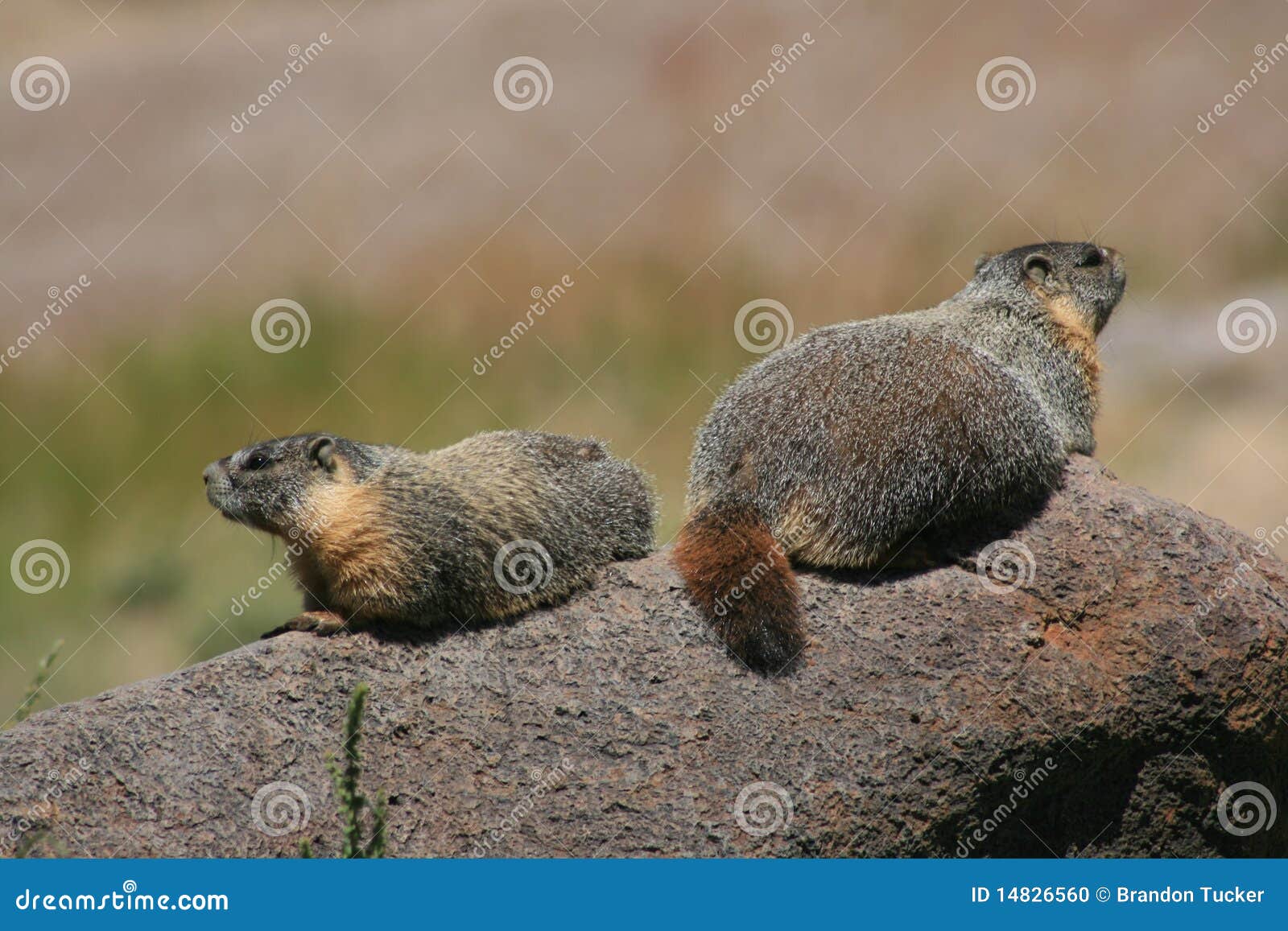 Marmots on a rock stock photo. Image of animal, sisters - 14826560
