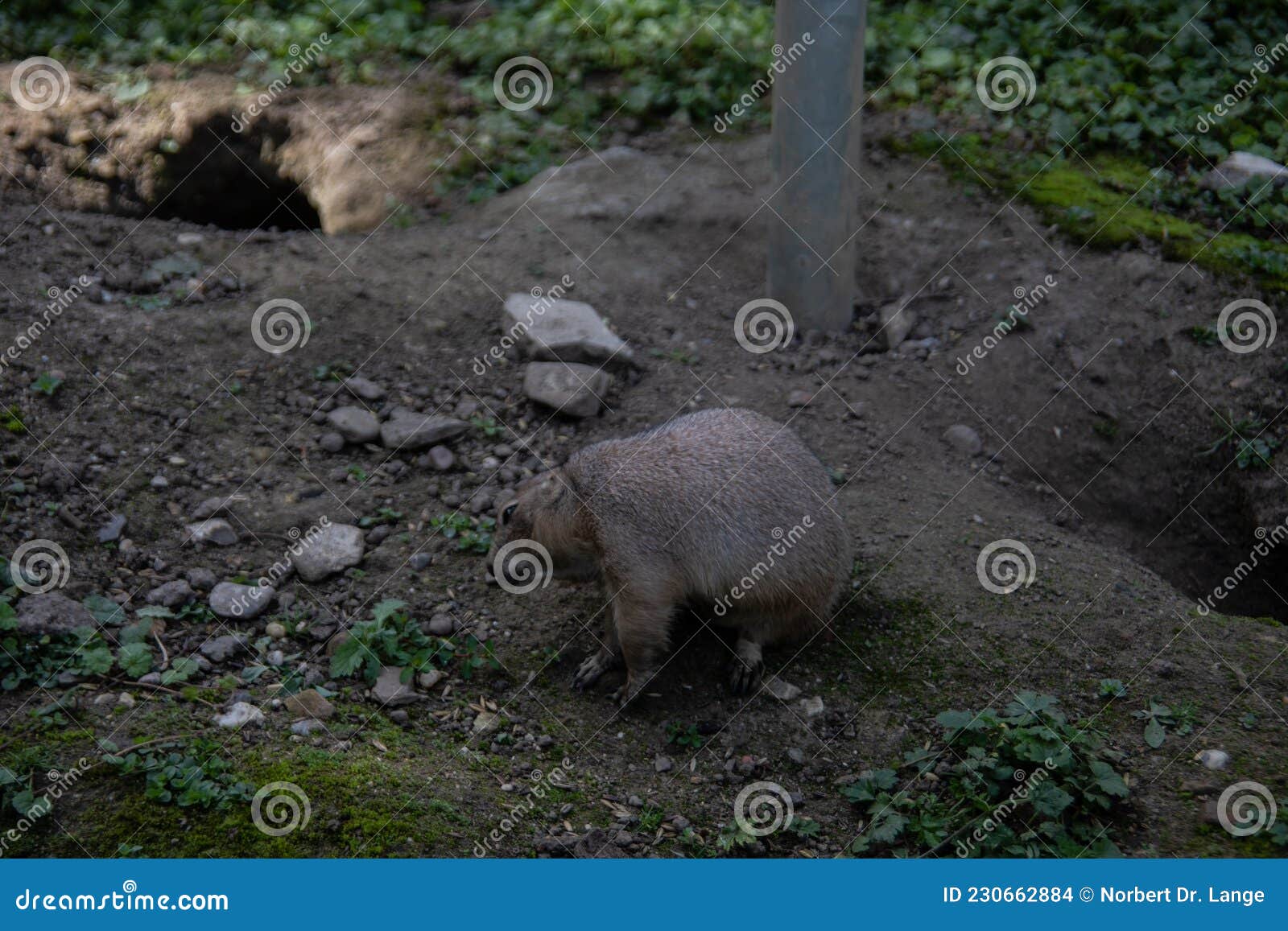 Marmots Scurry Back and Forth Stock Photo - Image of nature, green ...