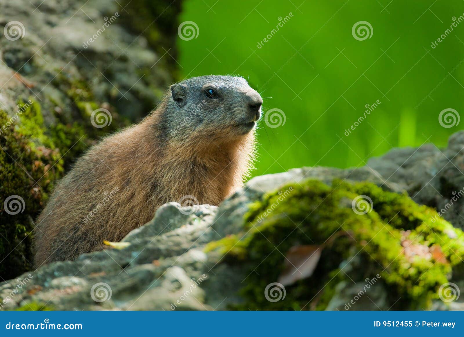 Marmotta alpina immagine stock. Immagine di allarme, carino - 9512455