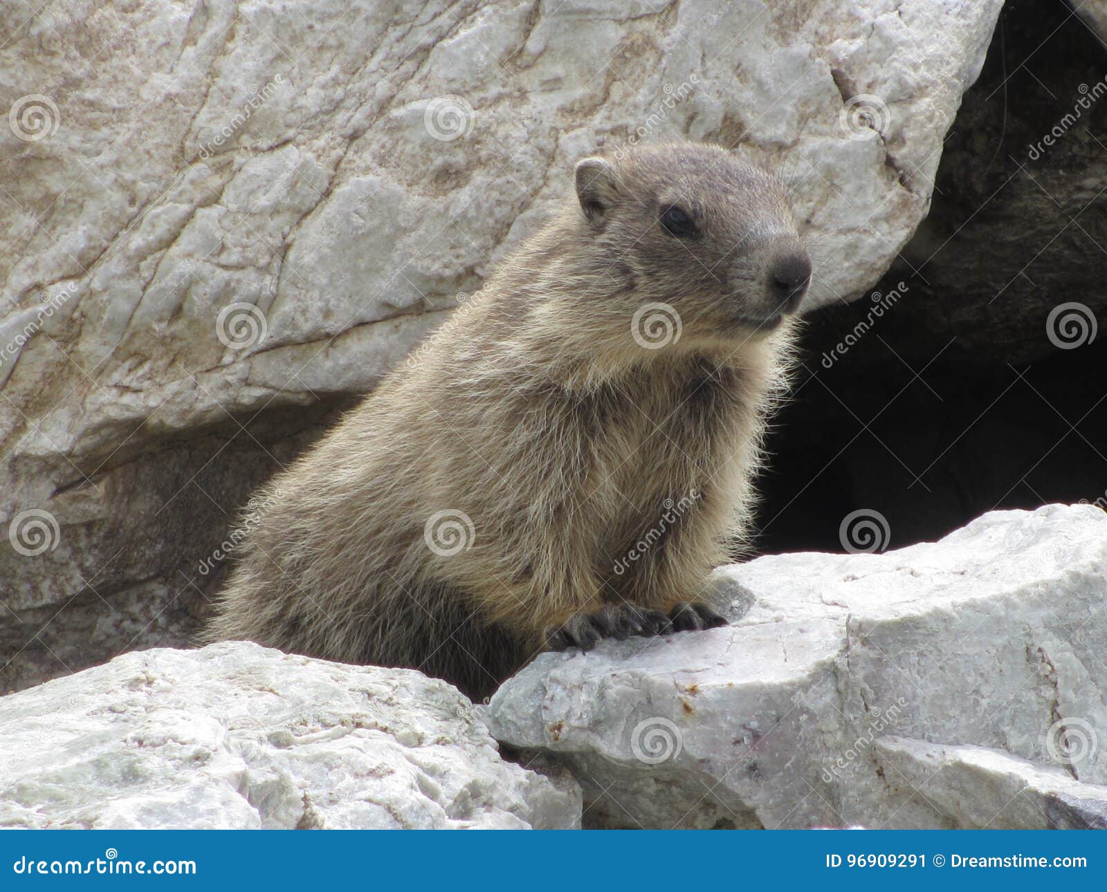 Marmotta Che Esce Dalla Sua Tana Immagine Stock - Immagine di montagna ...
