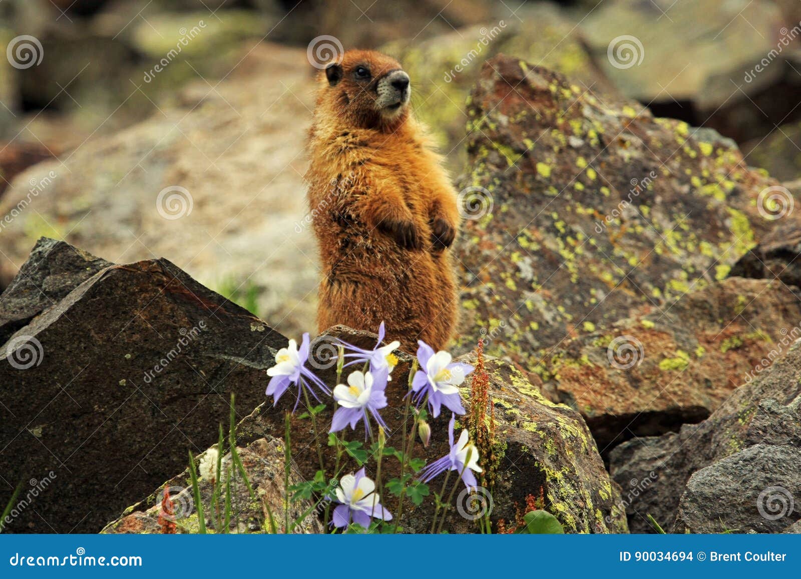 Marmotta Codarda in Rocky Mountains in Colorado Fotografia Stock ...