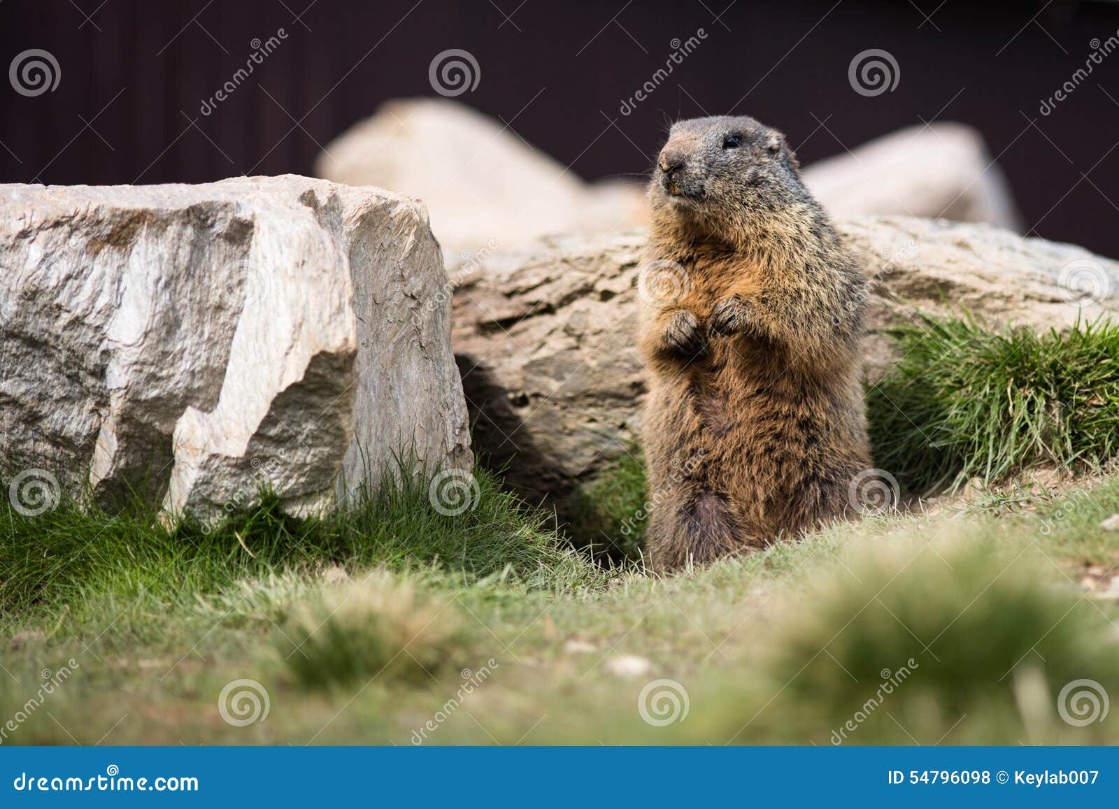 Marmotta divertente fotografia stock. Immagine di natura - 54796098