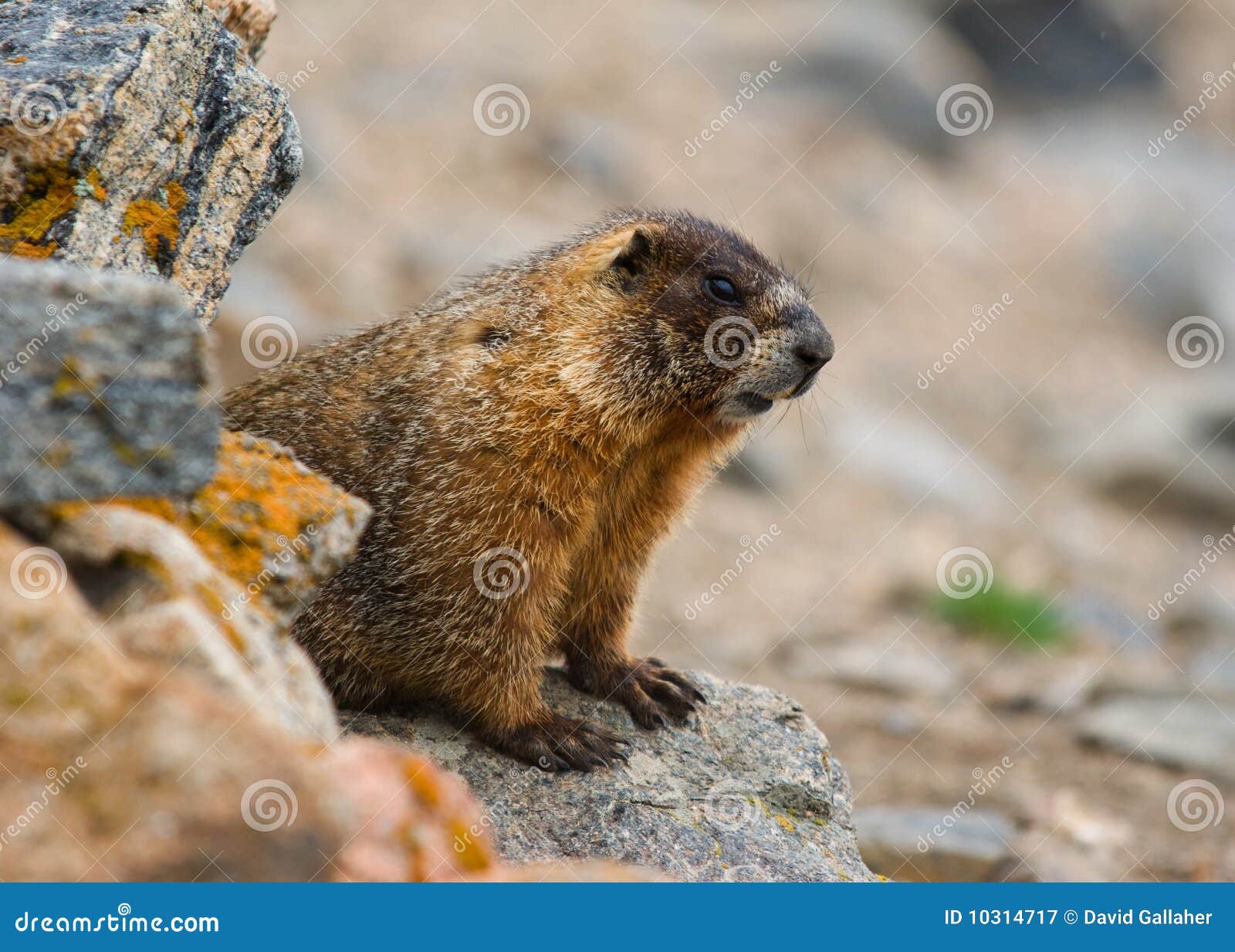 Marmotta Gonfiata Colore Giallo Immagine Stock - Immagine di curioso ...