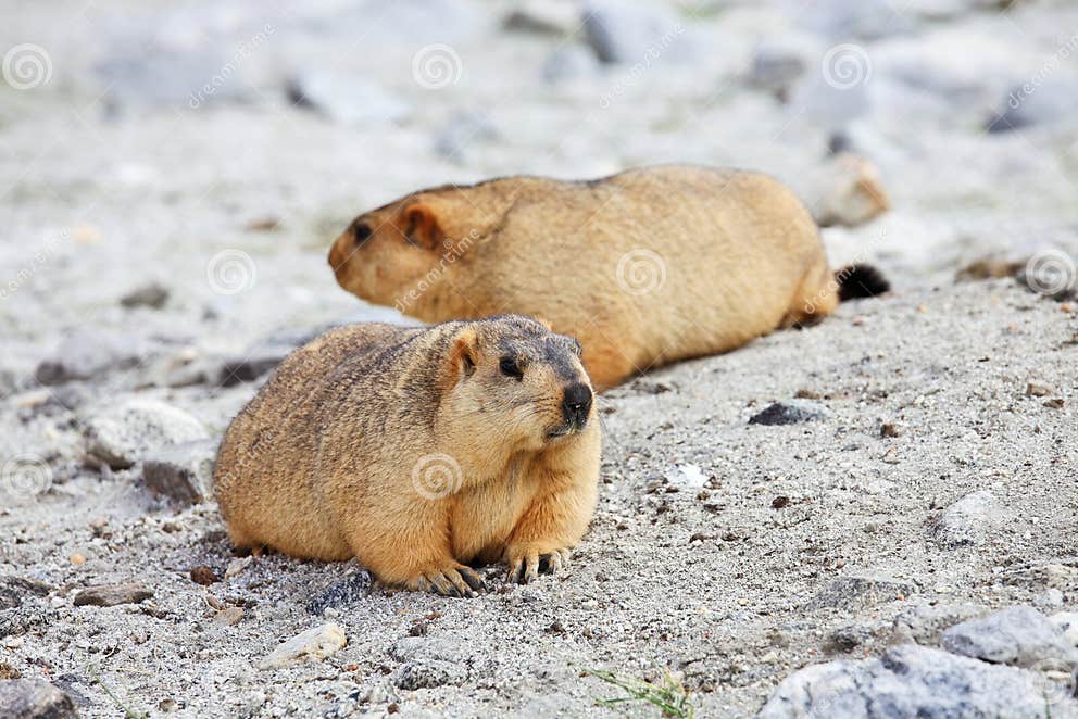 Marmotta Himalayan fotografia stock. Immagine di creatura - 21665246
