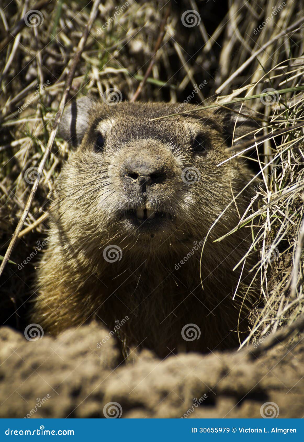 Marmotta (monax Del Marmota) Immagine Stock - Immagine di sporcizia ...