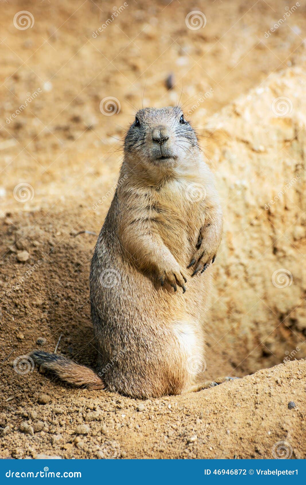 Marmotta (monax Del Marmota) Fotografia Stock - Immagine di faccia ...