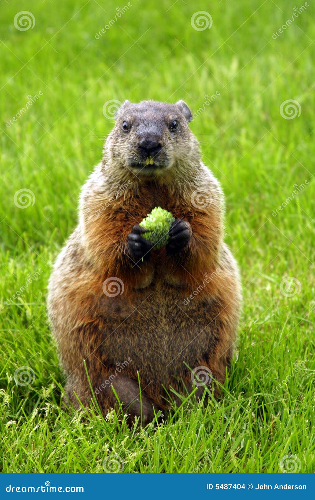 Marmotta nordamericana fotografia stock. Immagine di mammifero - 5487404