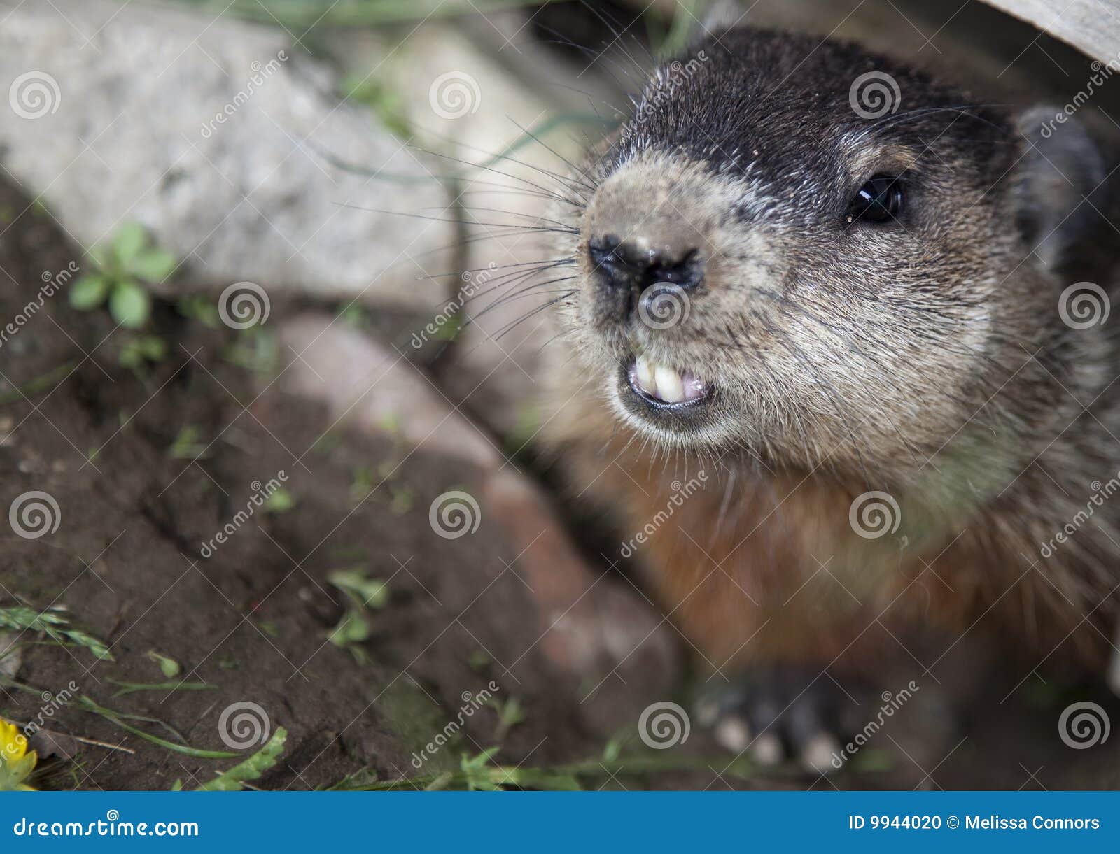 Marmotta nordamericana fotografia stock. Immagine di mandrino - 9944020