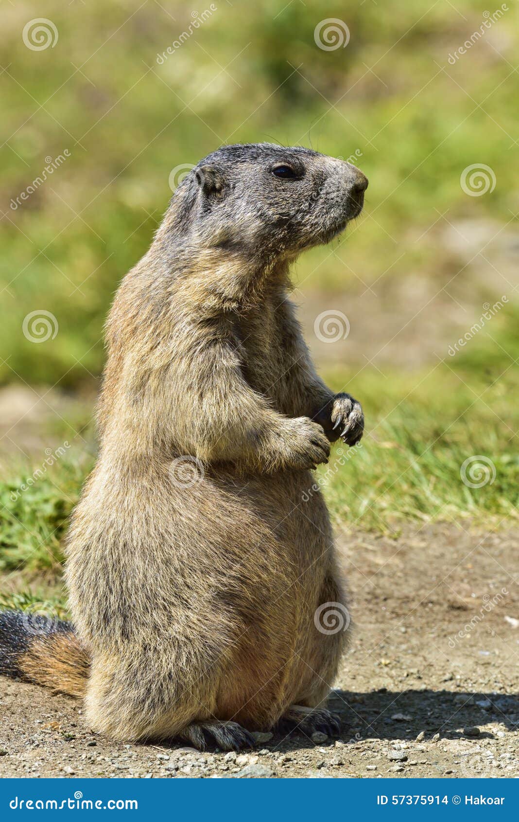 Marmotte alpestre photo stock. Image du animal, autriche - 57375914