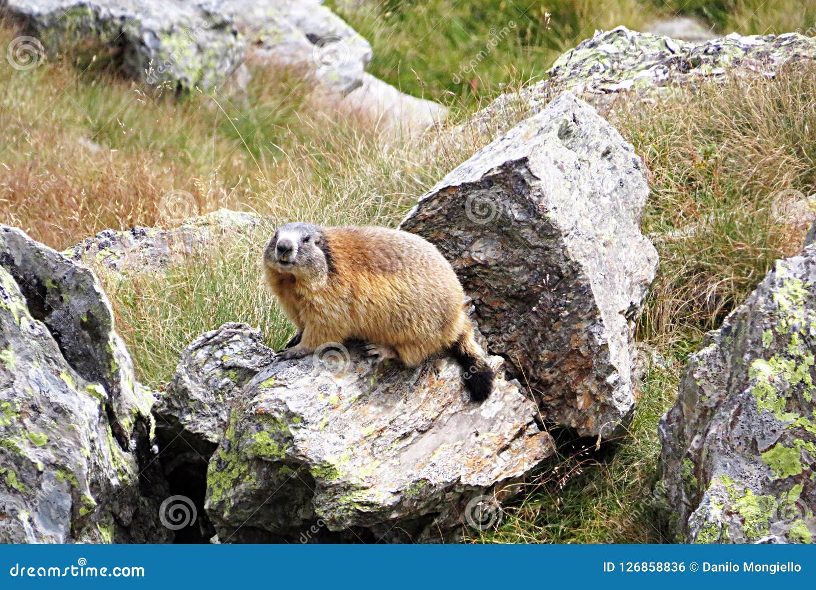 Marmotte de dolomites photo stock. Image du course, voyage - 126858836