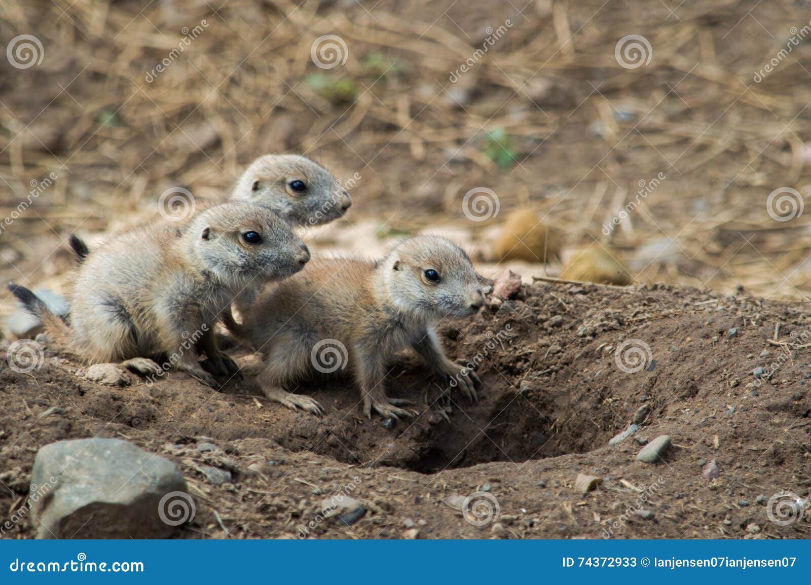 Marmotte del bambino immagine stock. Immagine di nero - 74372933