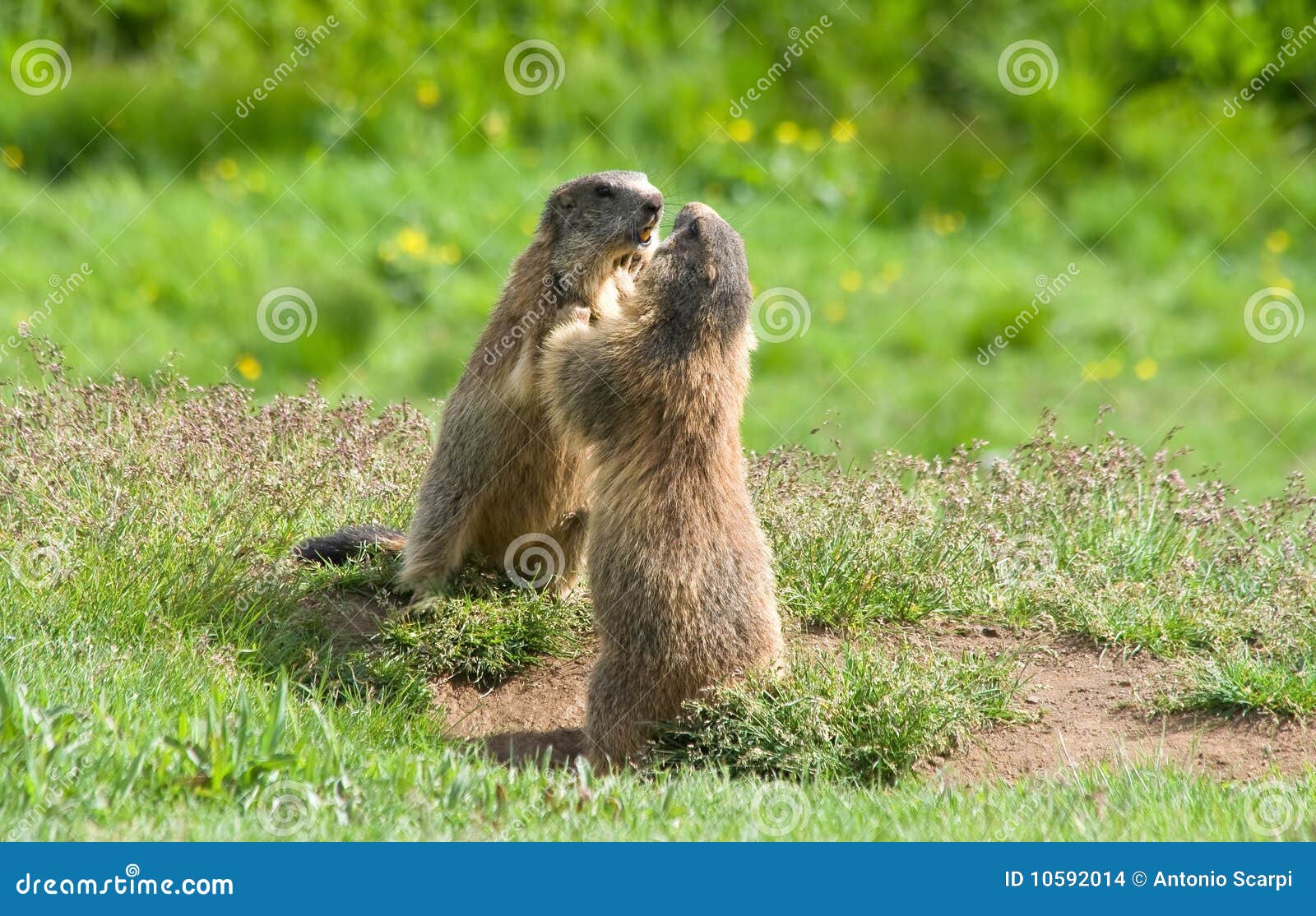 Marmotten stock foto. Image of dolomiet, dier, bruin - 10592014