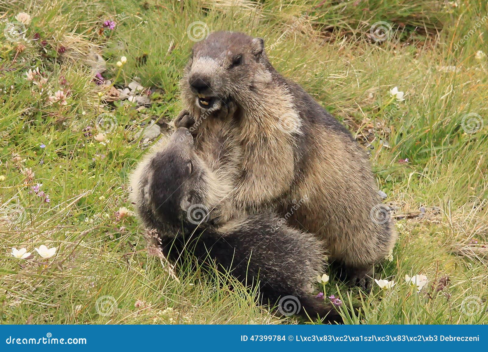 Marmotten het spelen stock foto. Image of knaagdier, europa - 47399784
