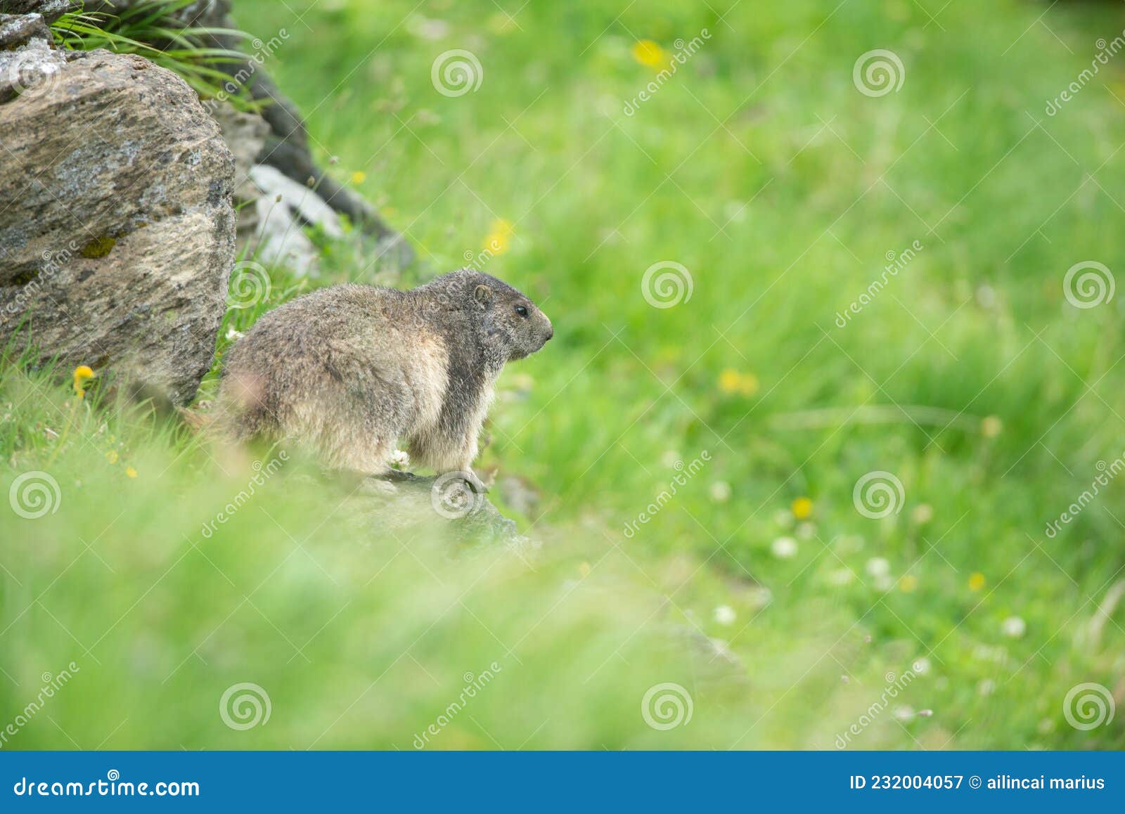 Marmoute Wild Nature Mountain Fagaras Stock Image - Image of wildlife ...