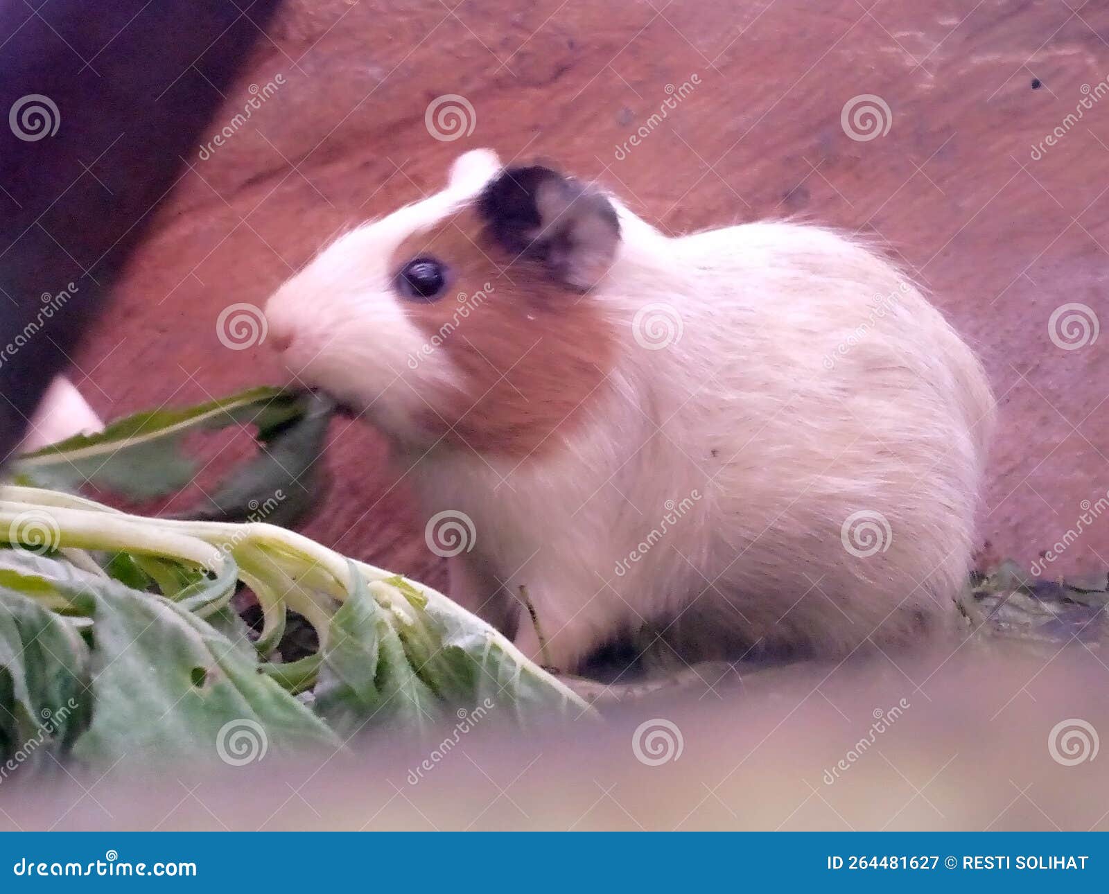 Marmut the little rabbit stock image. Image of kitten - 264481627