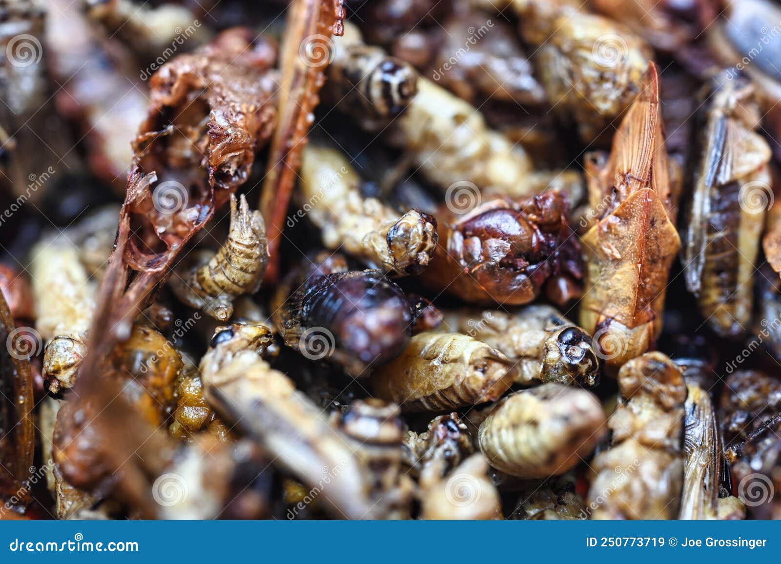 Assorted Roasted Bugs on a Tray. Stock Image - Image of insect, maggot ...