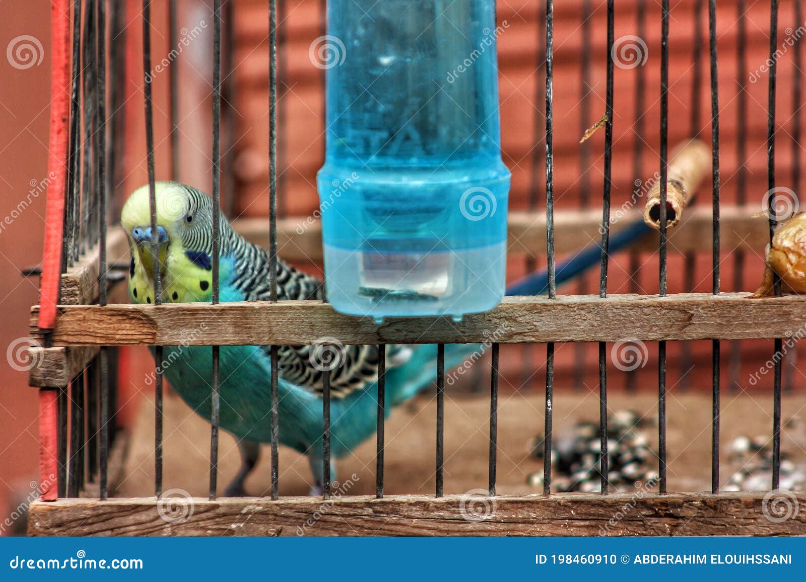 Maroccan badji bird stock photo. Image of budgie, bird - 198460910