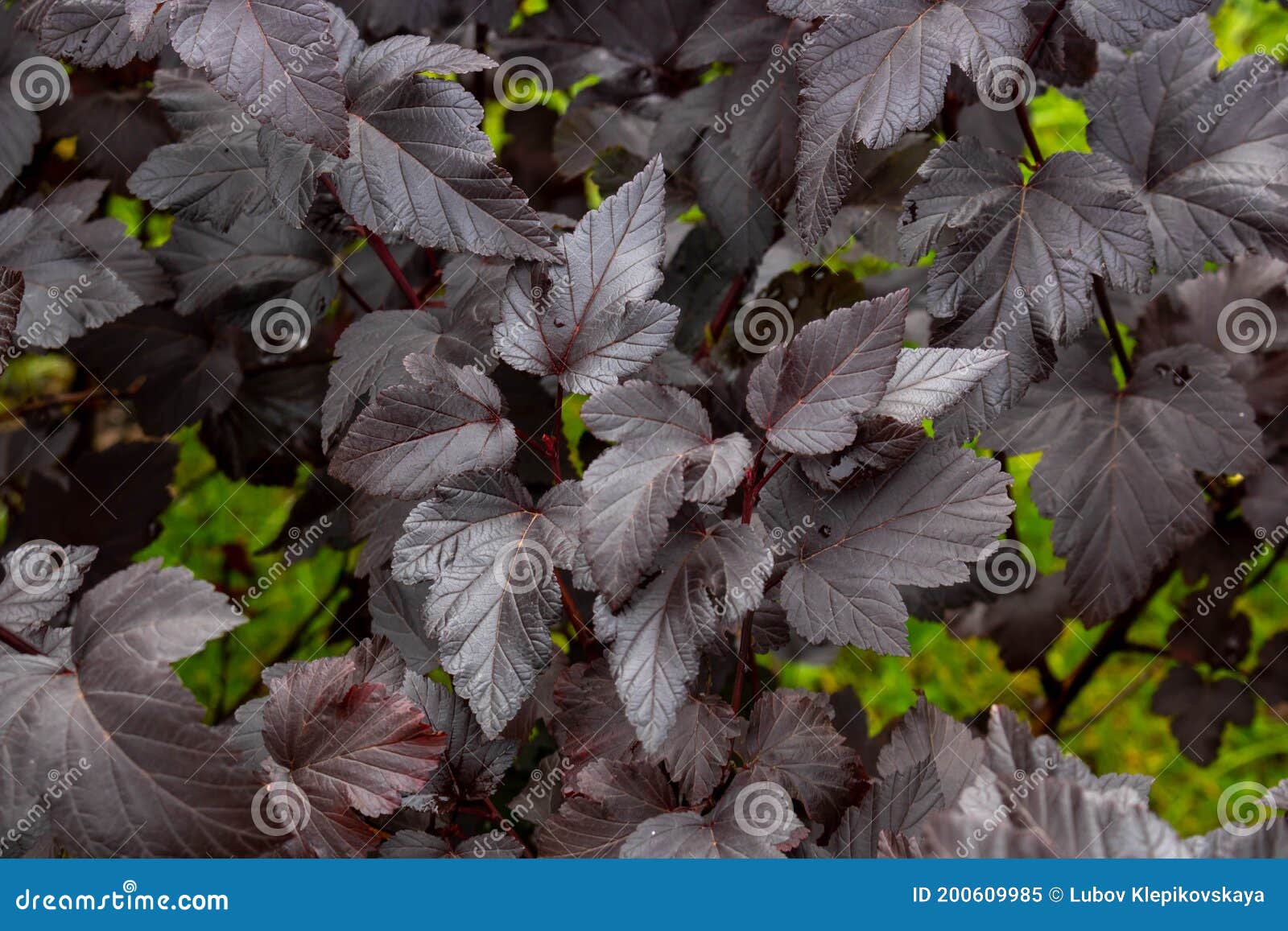 Maroon Autumn Leaves in the Park Stock Image - Image of branch, macro ...
