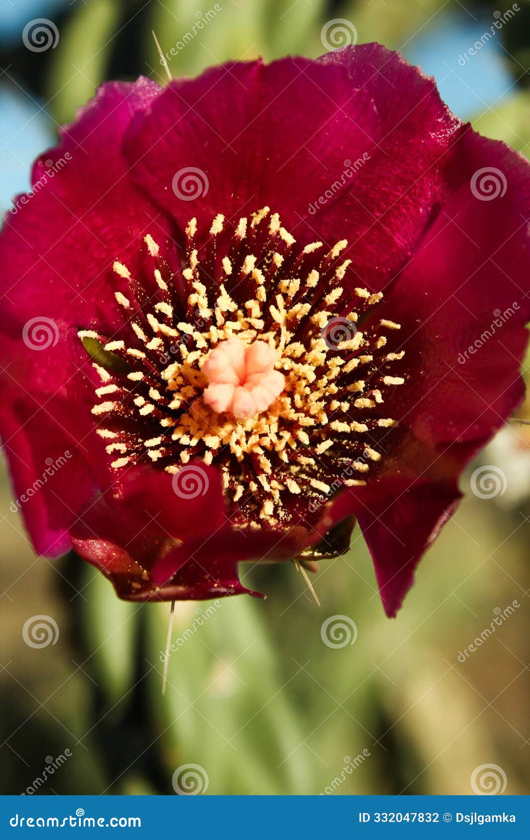 Maroon beauty flower stock photo. Image of pink, maroon - 332047832