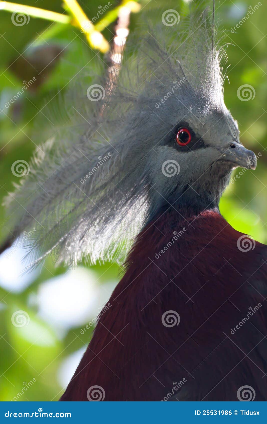 Maroon-breasted Crowned Pigeon Stock Photo - Image of wing, pigeon ...