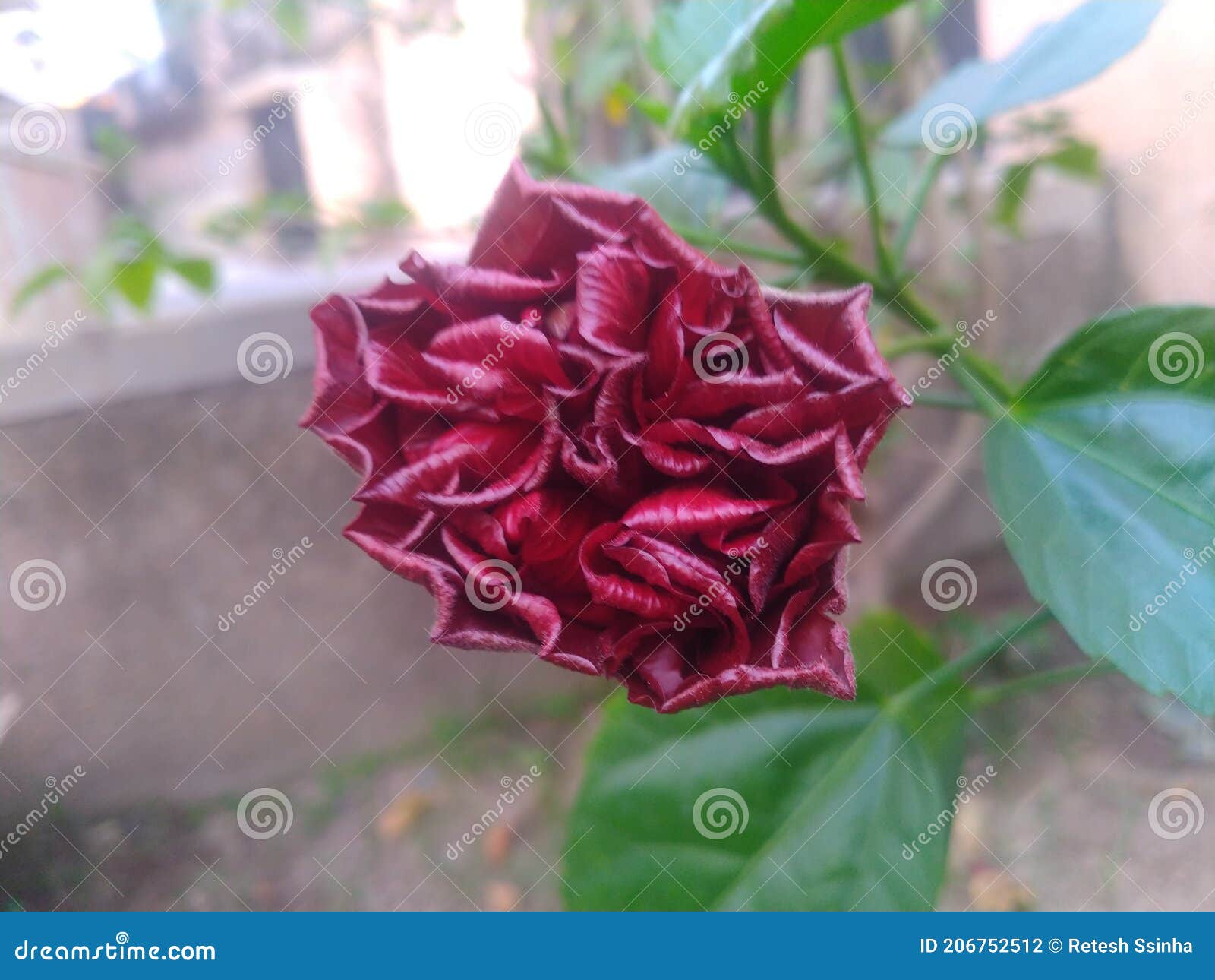 Maroon China Rose flower stock photo. Image of blossom - 206752512