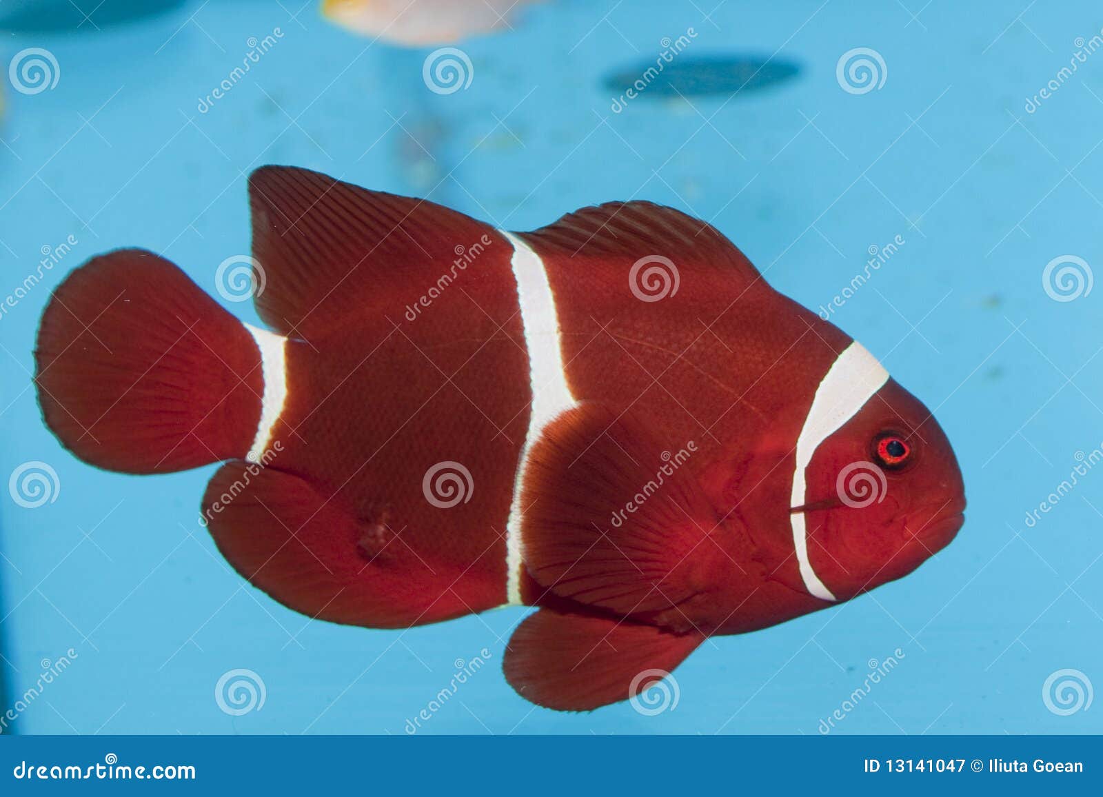 Maroon Clownfish stock image. Image of aquarium, exotic - 13141047