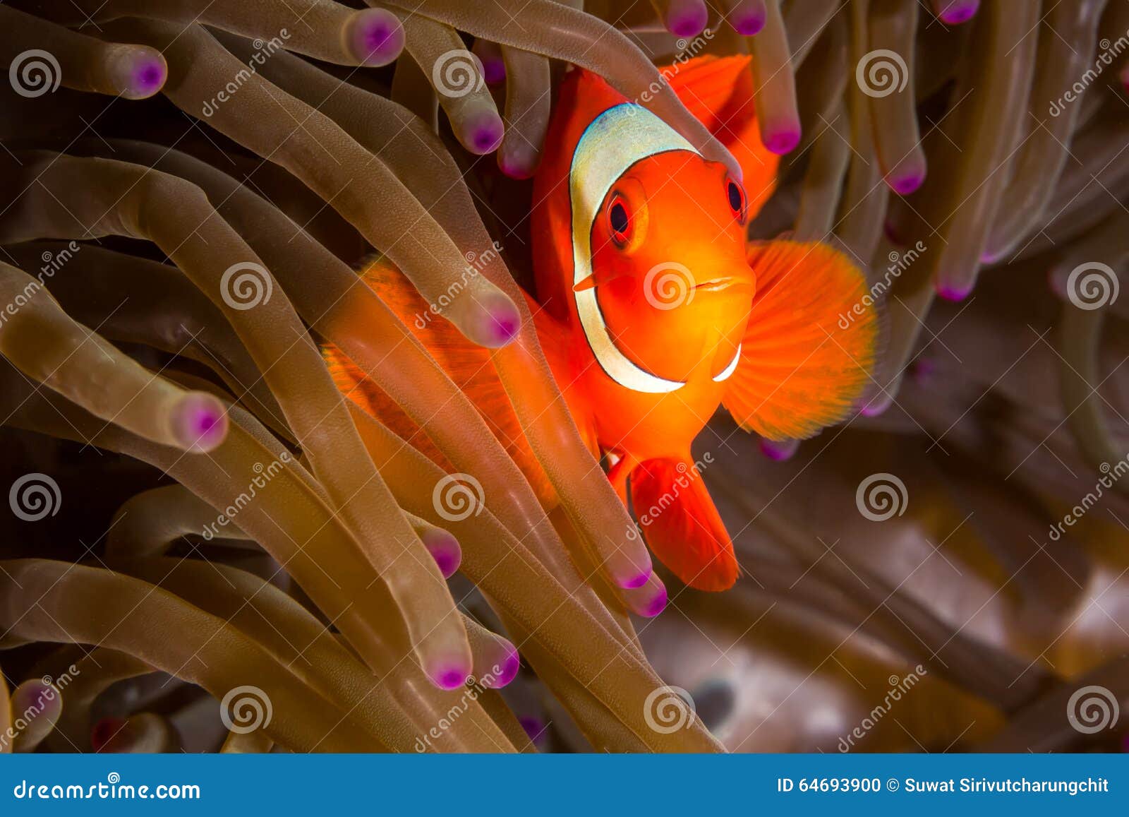 Maroon Clownfish in Anemone Stock Photo - Image of scuba, marine: 64693900
