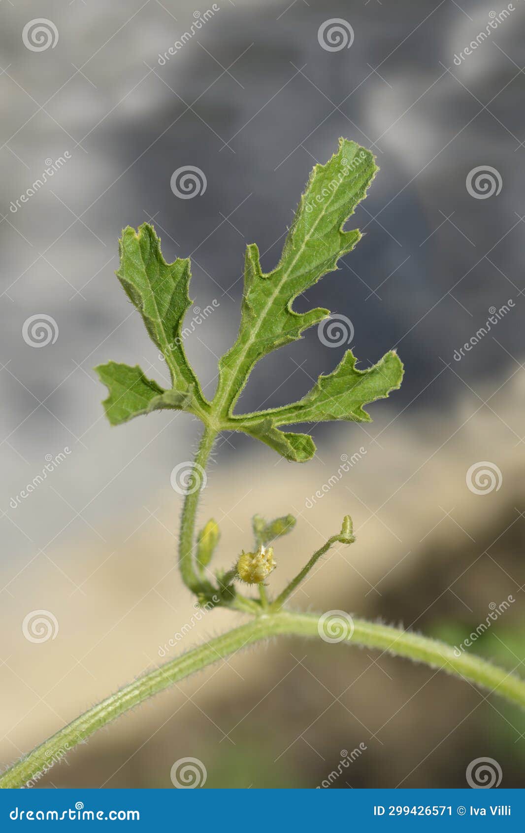 Maroon cucumber stock image. Image of gourd, wild, yellow - 299426571