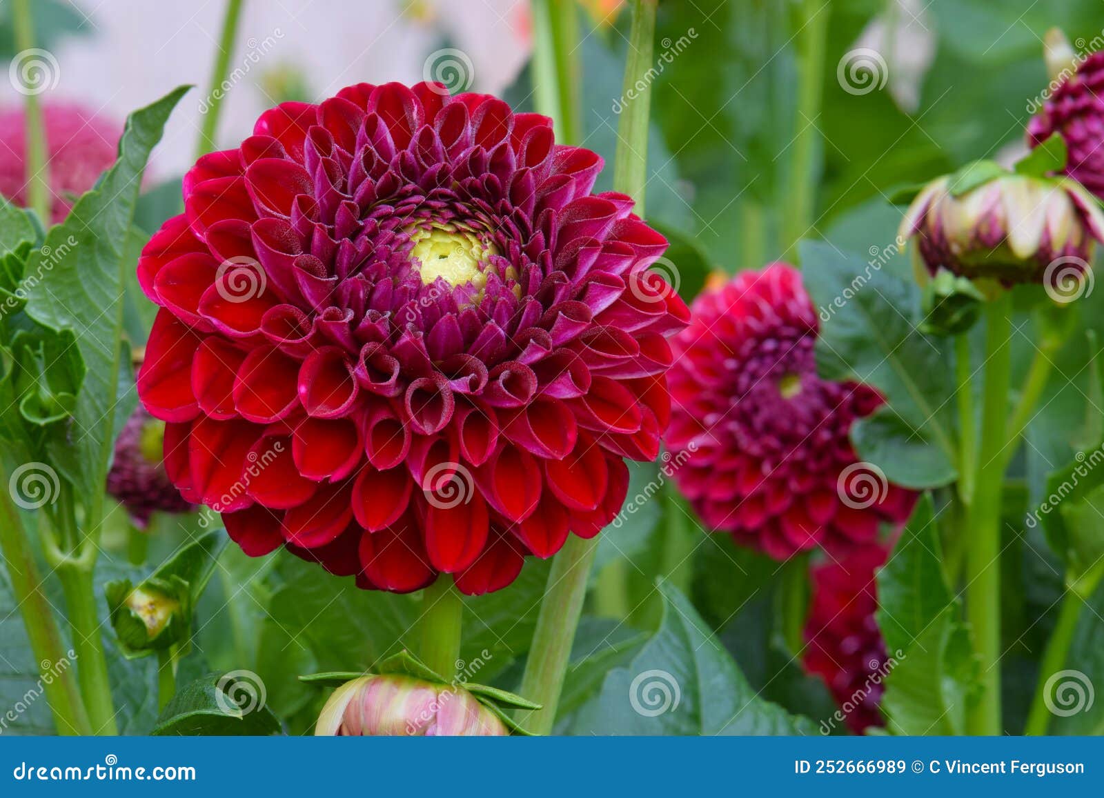 Maroon Dahlia Flower Blossom 02 Stock Image - Image of plant, maroon ...