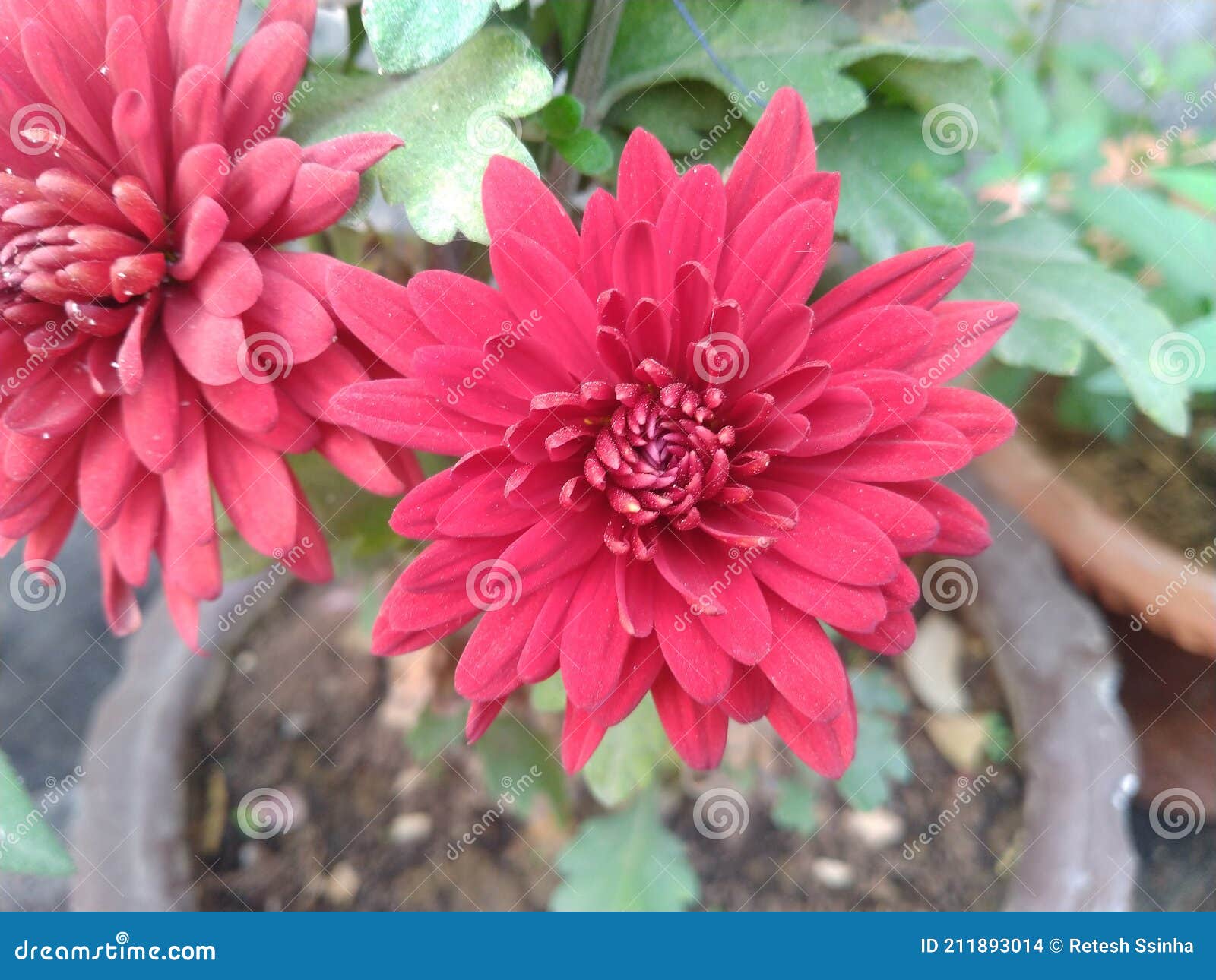 Maroon Dahlia Flower stock photo. Image of bouquet, pink - 211893014