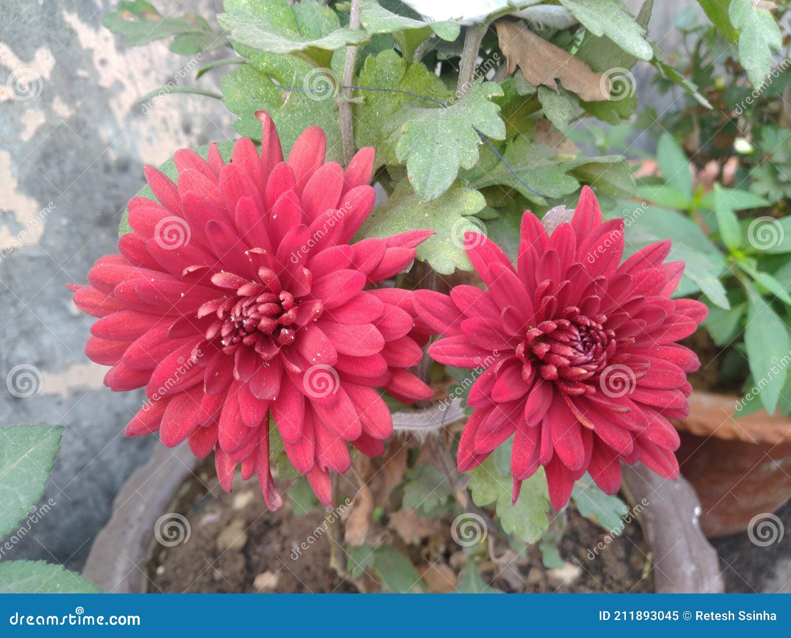 Maroon Dahlia Flower stock image. Image of pink, wildflower - 211893045