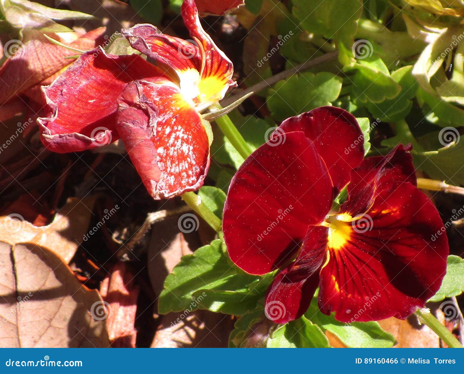 Maroon flower stock photo. Image of close, flower, marroon - 89160466