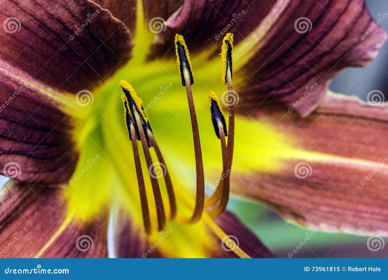 Maroon Flower stock image. Image of blossom, candidum - 73961815