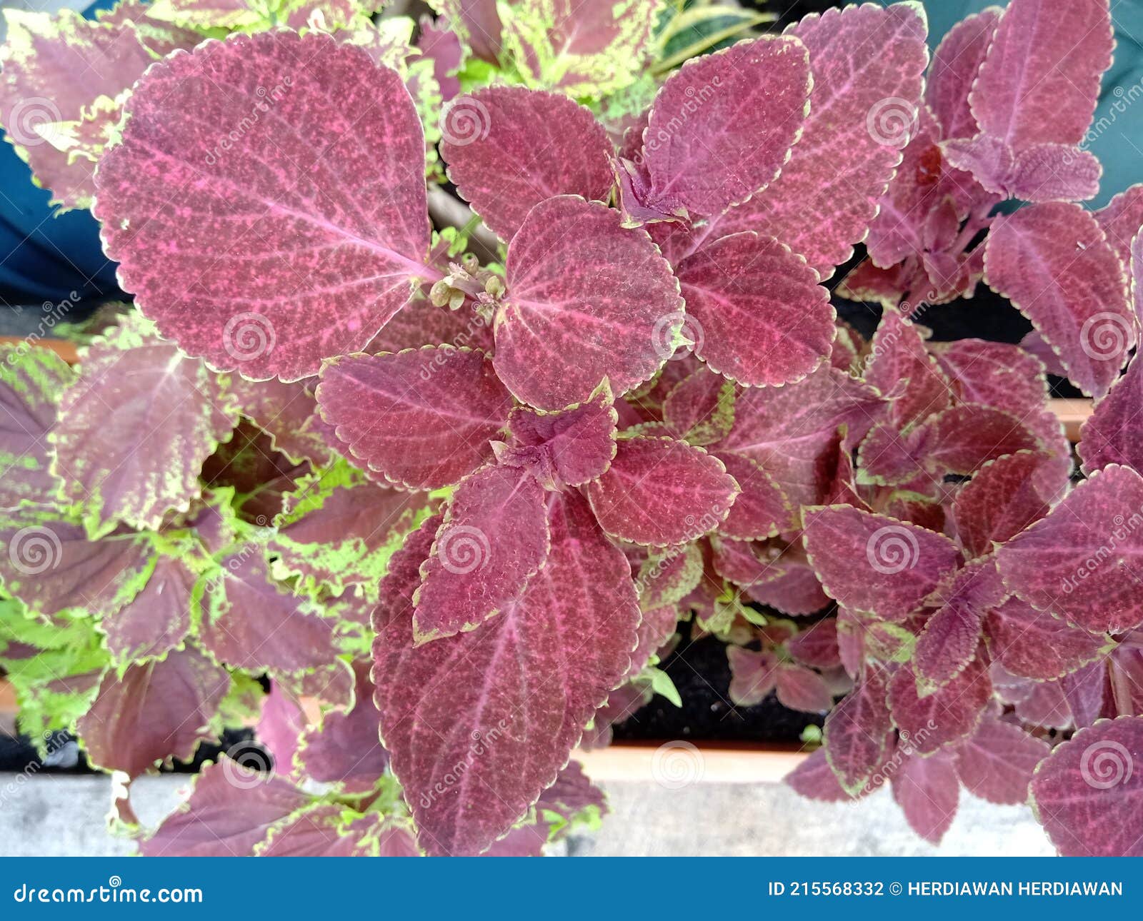 Maroon flowers stock photo. Image of food, petal, branch - 215568332