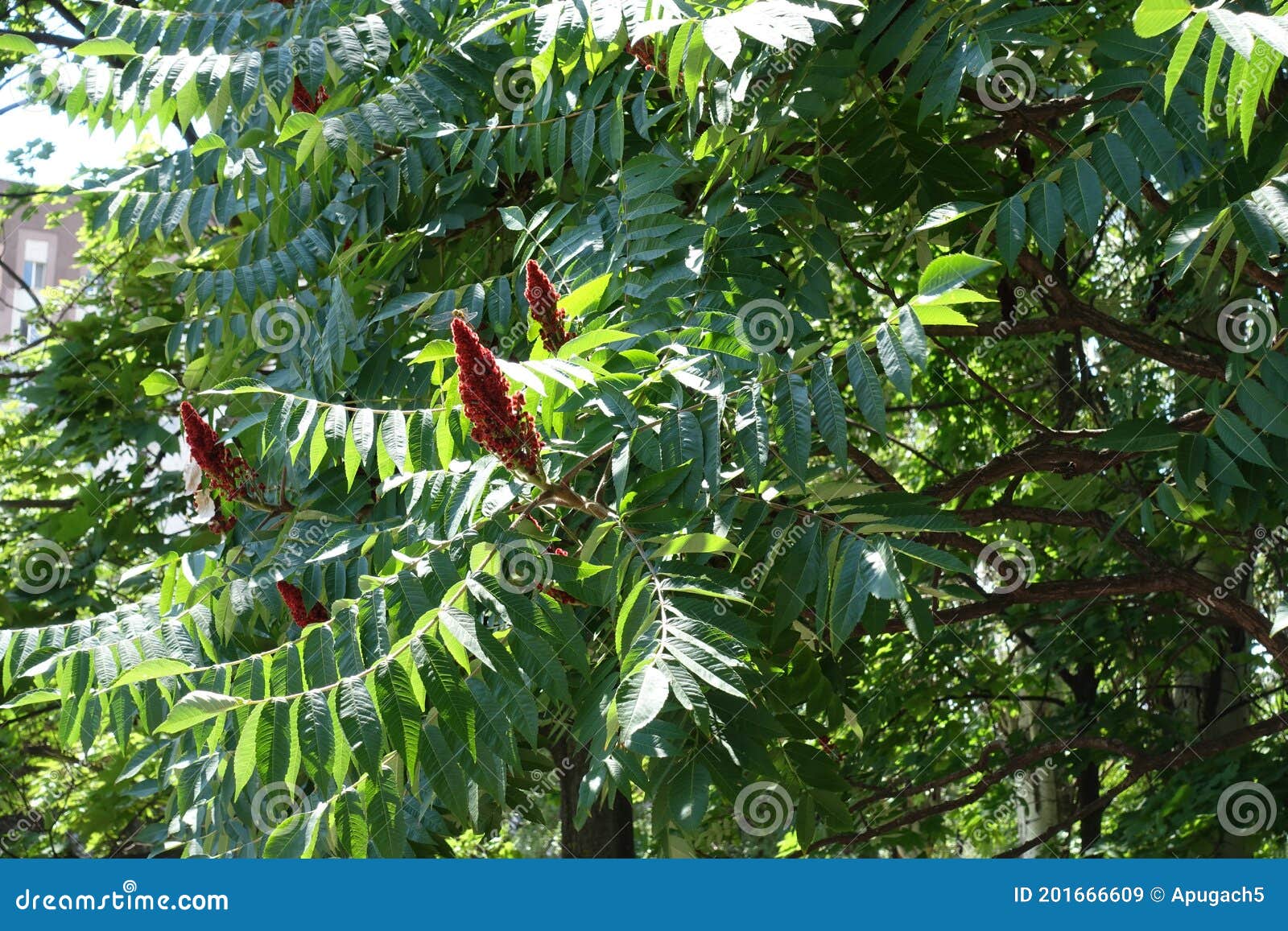 Maroon Fruit Clusters in the Leafage of Vinegar Tree Stock Image ...