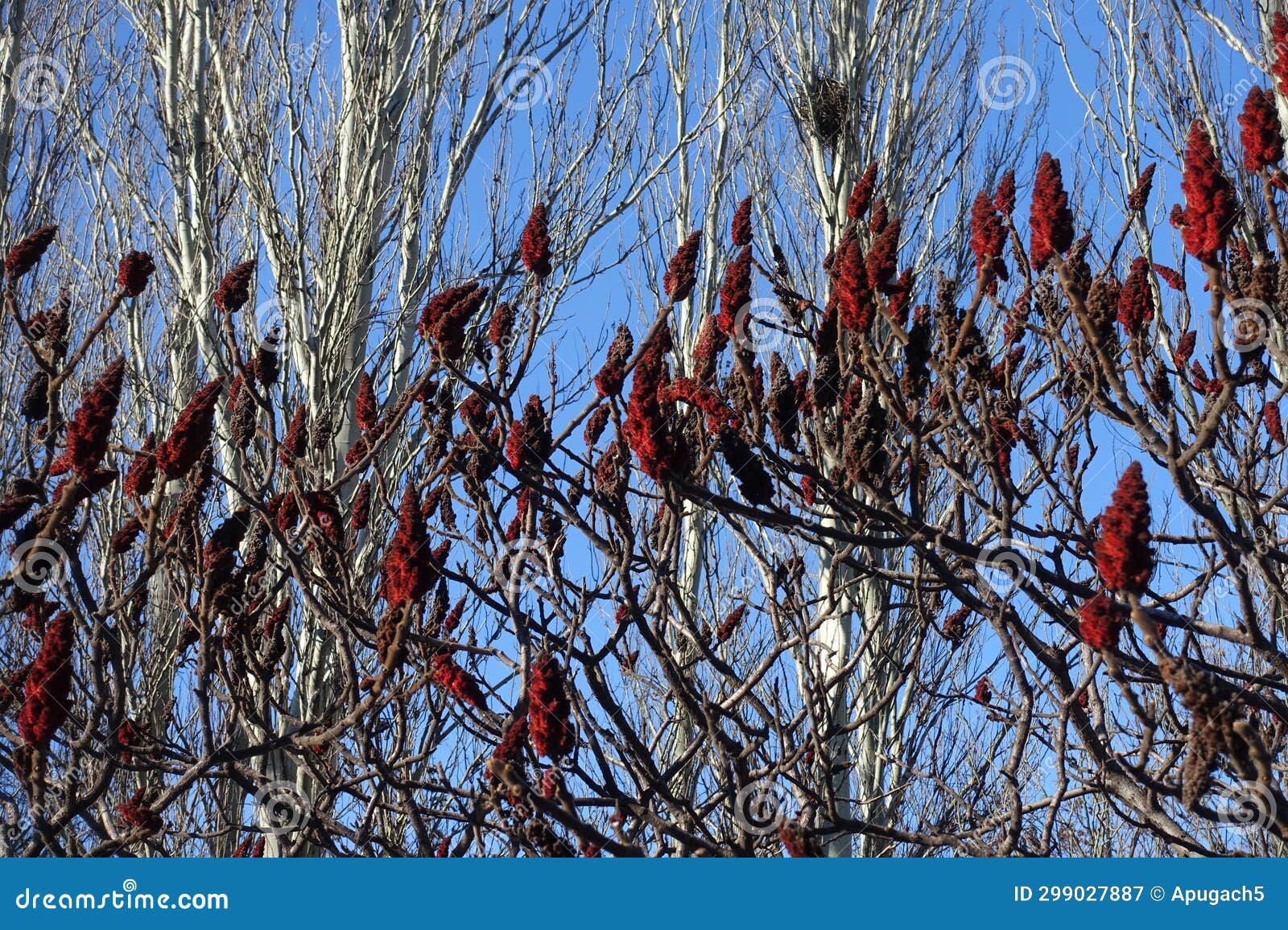 Maroon Fruit Clusters In The Leafage Of Vinegar Tree Royalty-Free Stock ...