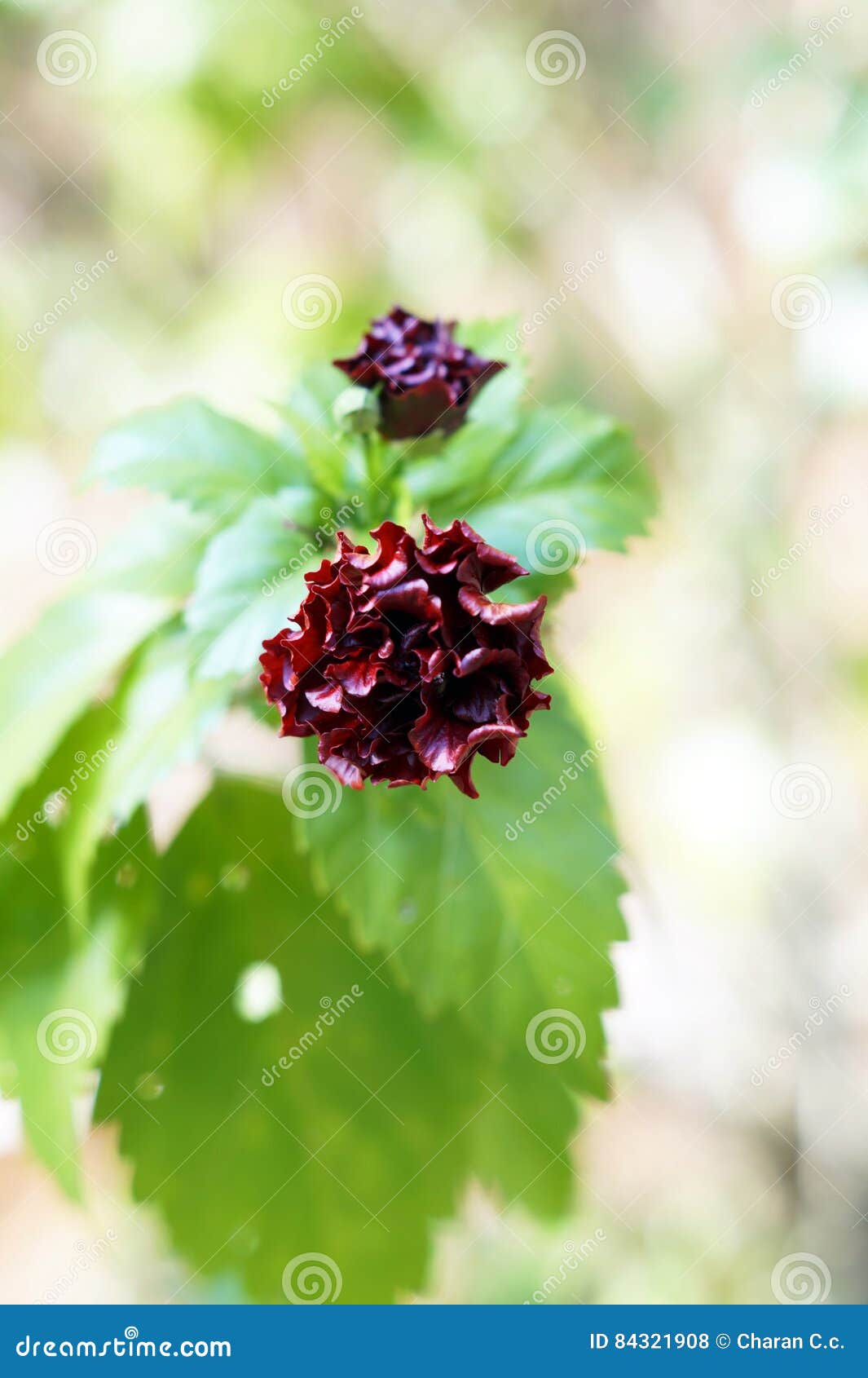 Maroon Hibiscus Flower Stock Photography | CartoonDealer.com #84321908