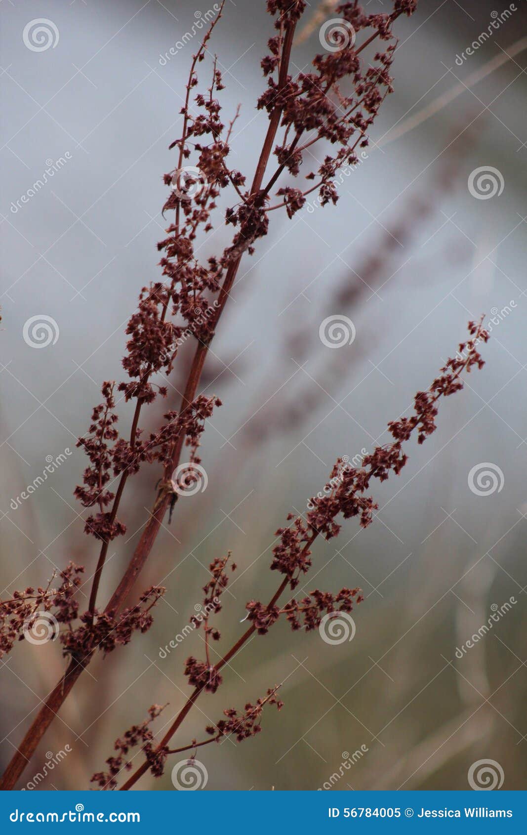 Maroon stock image. Image of shoot, colour, maroon, natural - 56784005