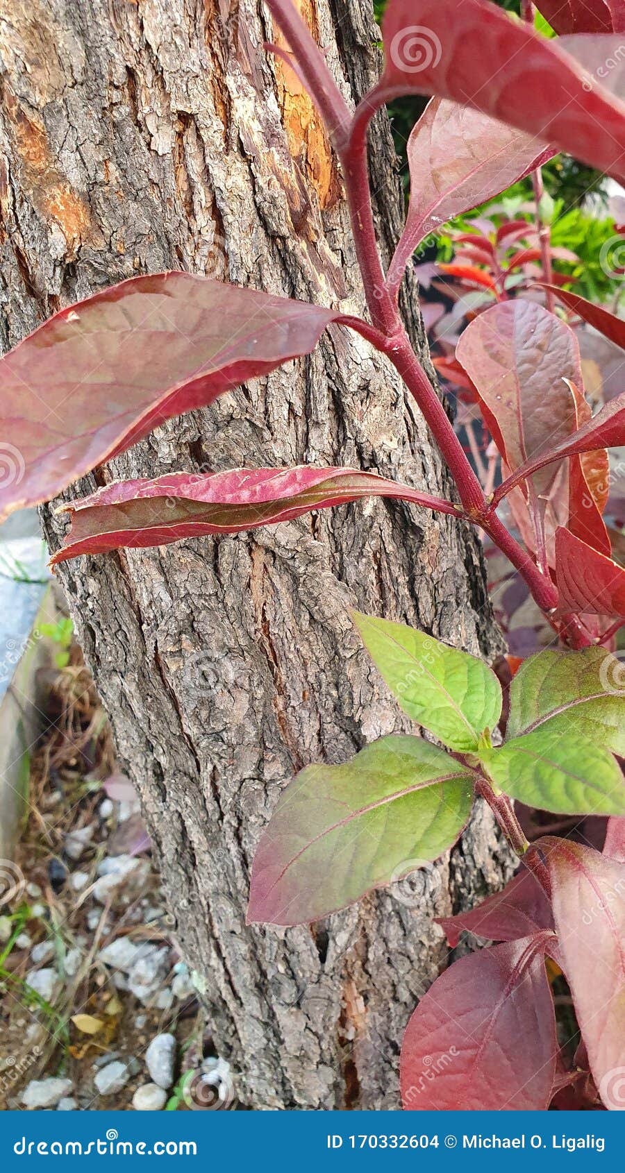 Maroon Leaves and Brown Tree Bark Stock Photo - Image of flora, bark ...