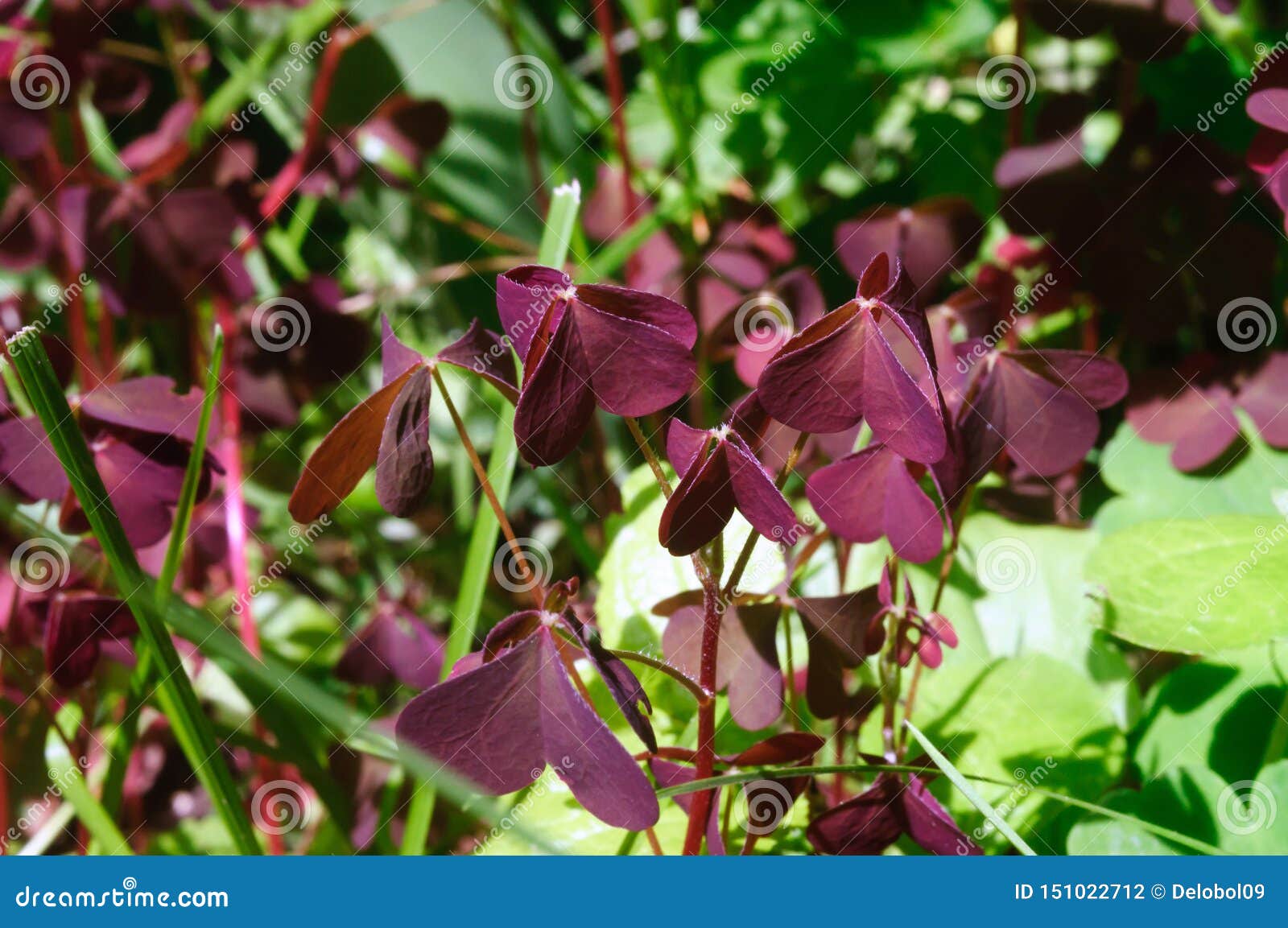 Maroon Leaves Oxalis in the Summer Garden Stock Photo - Image of ...