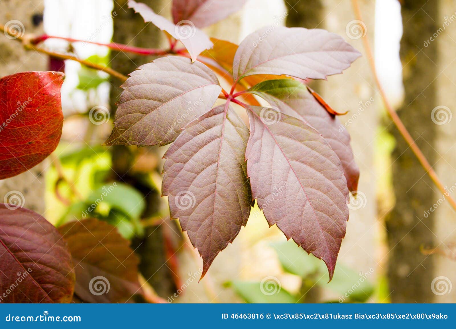 Maroon leaves stock photo. Image of wall, maple, wizened - 46463816