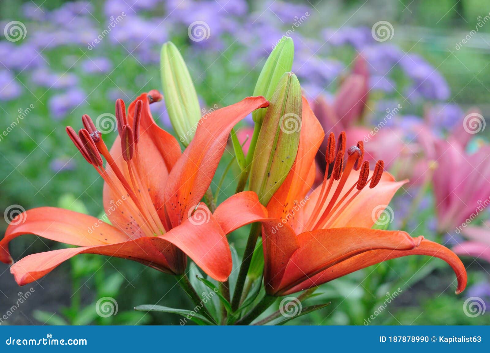 Maroon Lilies in Flowerbed Closeup Stock Photo - Image of closeup ...