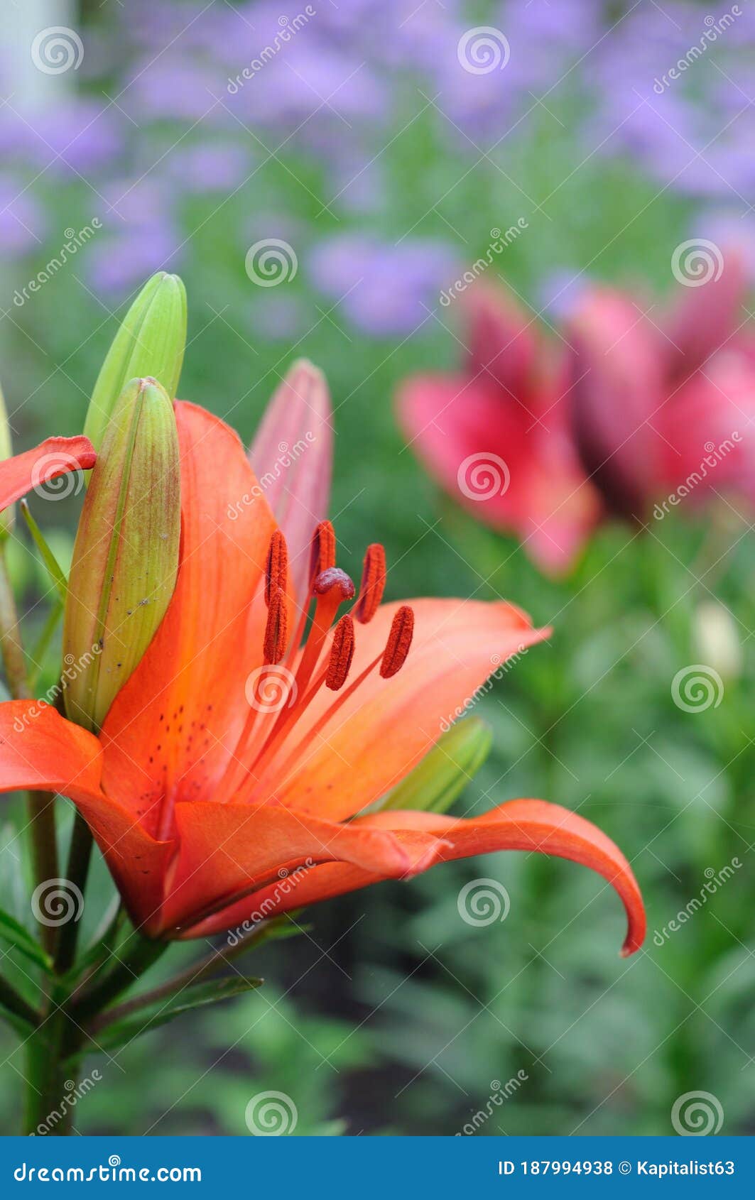 Maroon Lilies in Flowerbed Closeup Stock Photo - Image of event ...